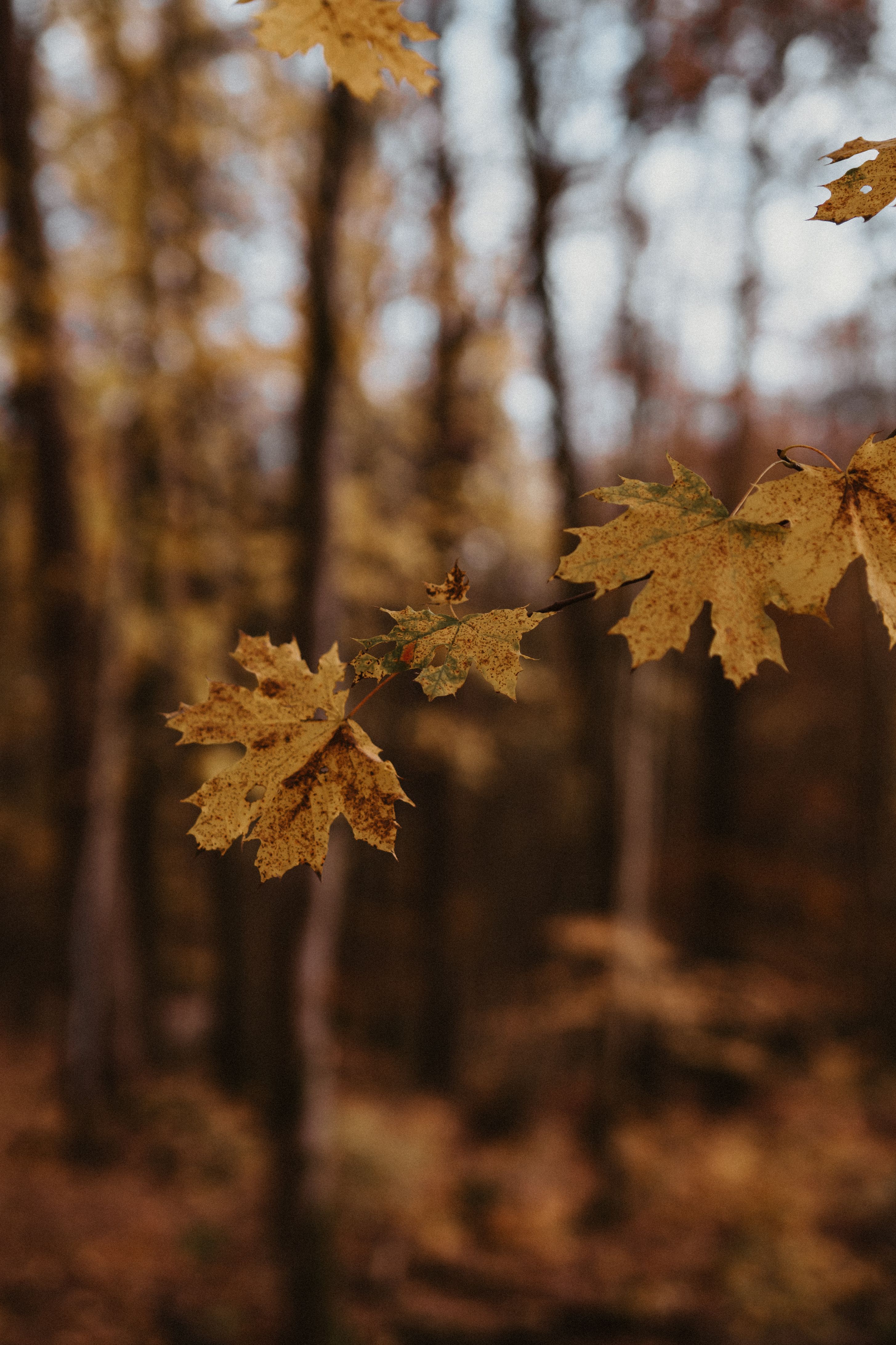 Autumn Leaves in Forest · Free Stock Photo