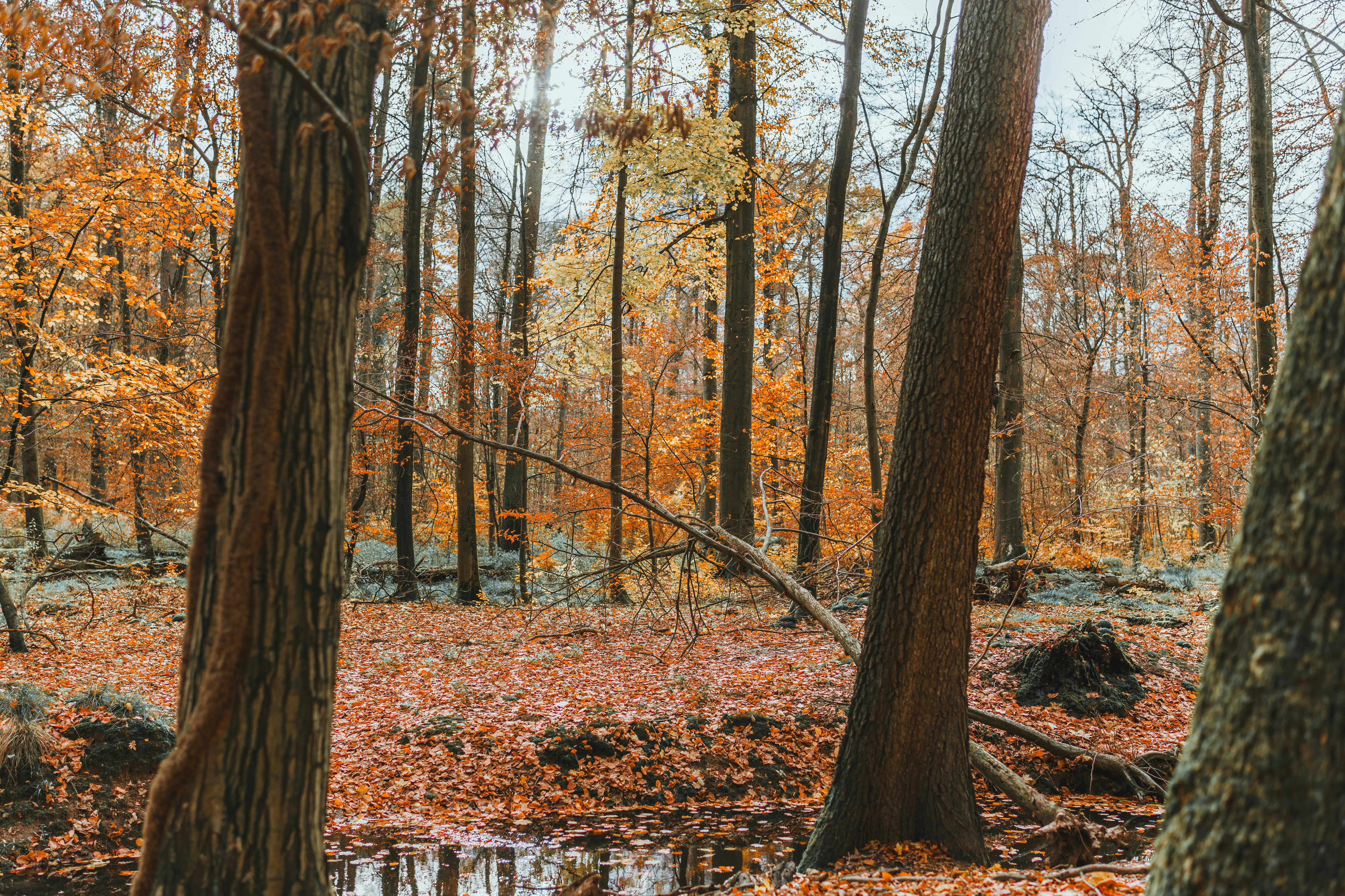 Trees by Swamp in Autumn · Free Stock Photo