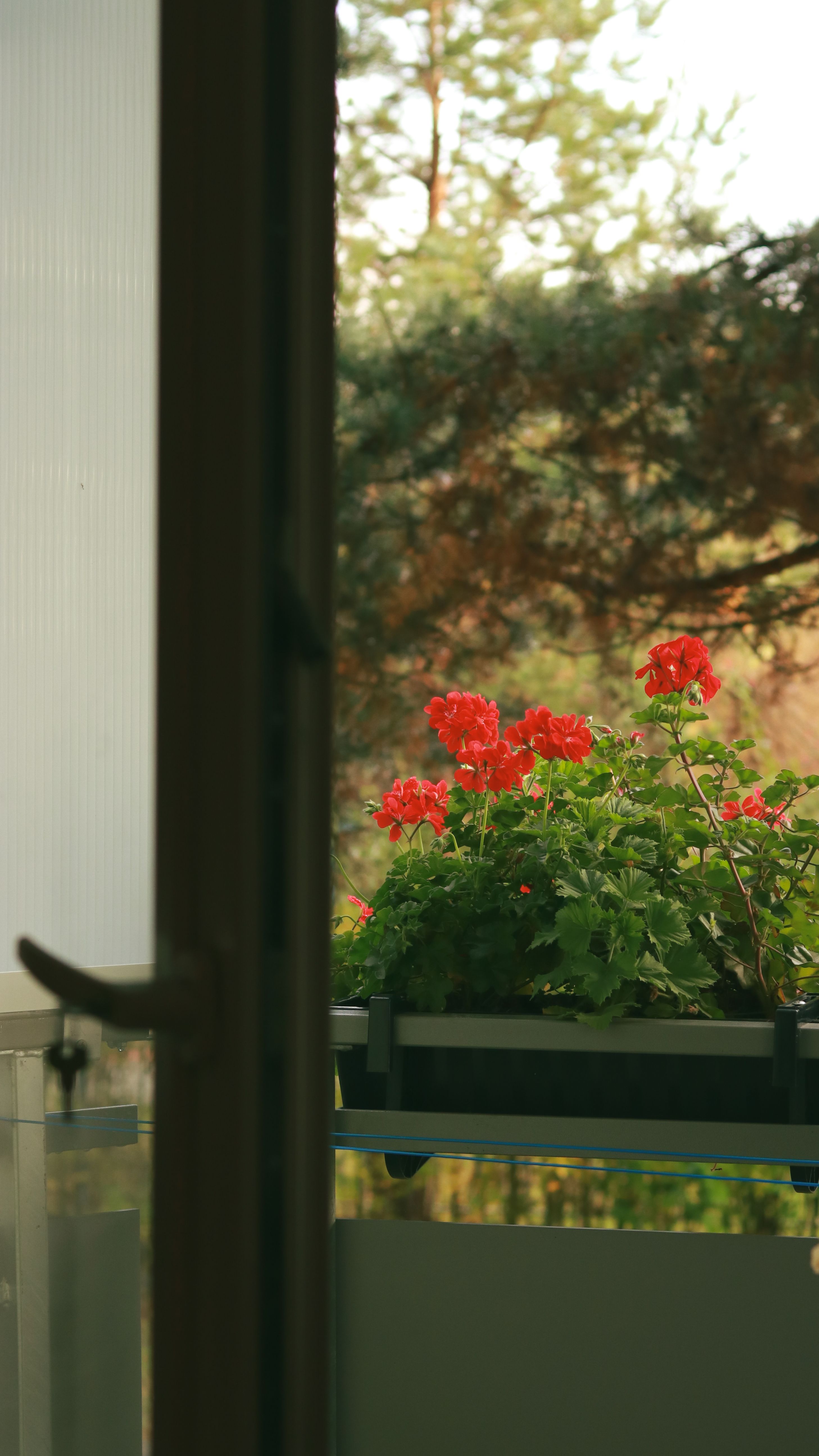 Red Flowers Decorating Balcony · Free Stock Photo
