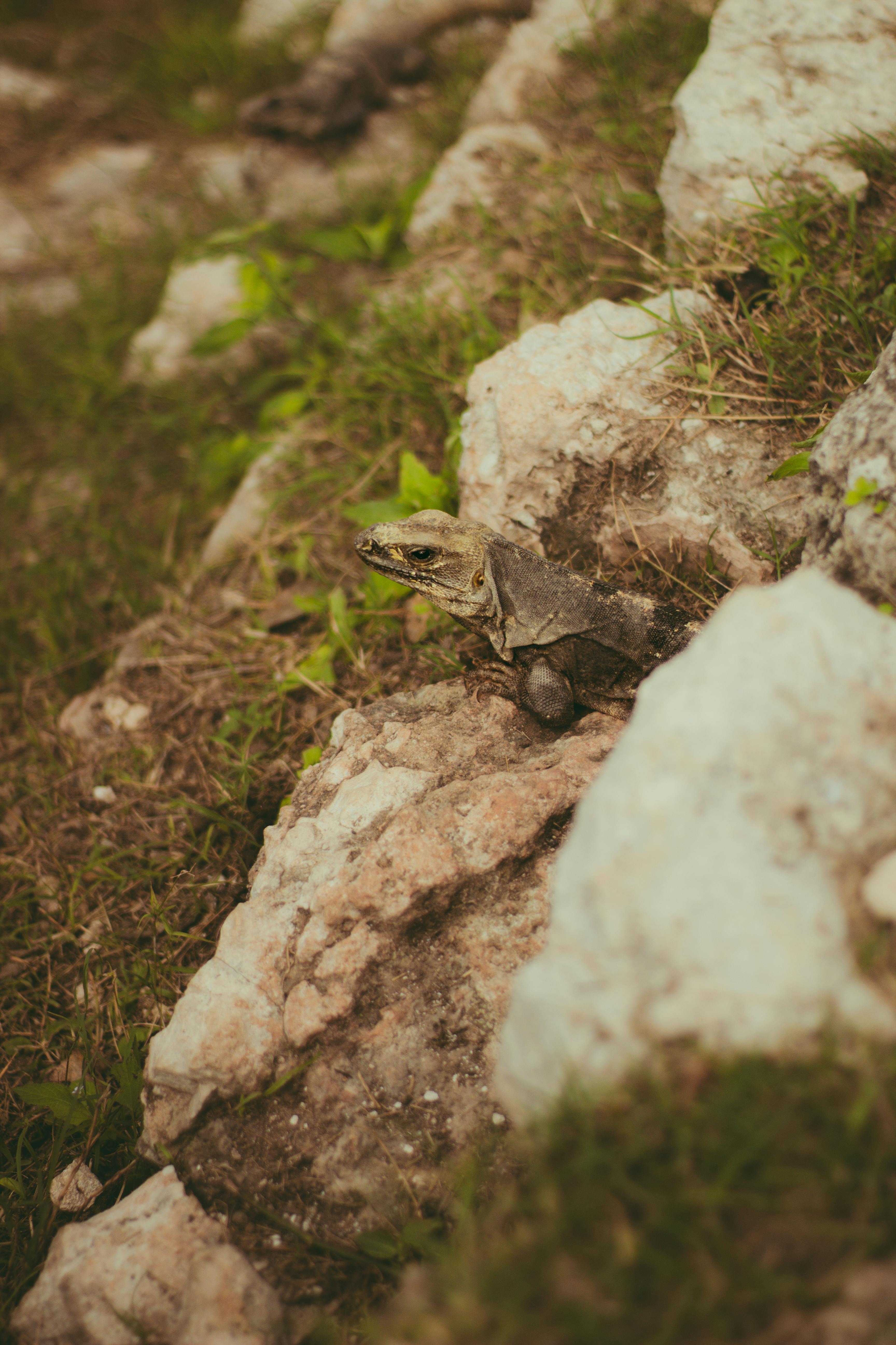 Tolok 2 · Free Stock Photo