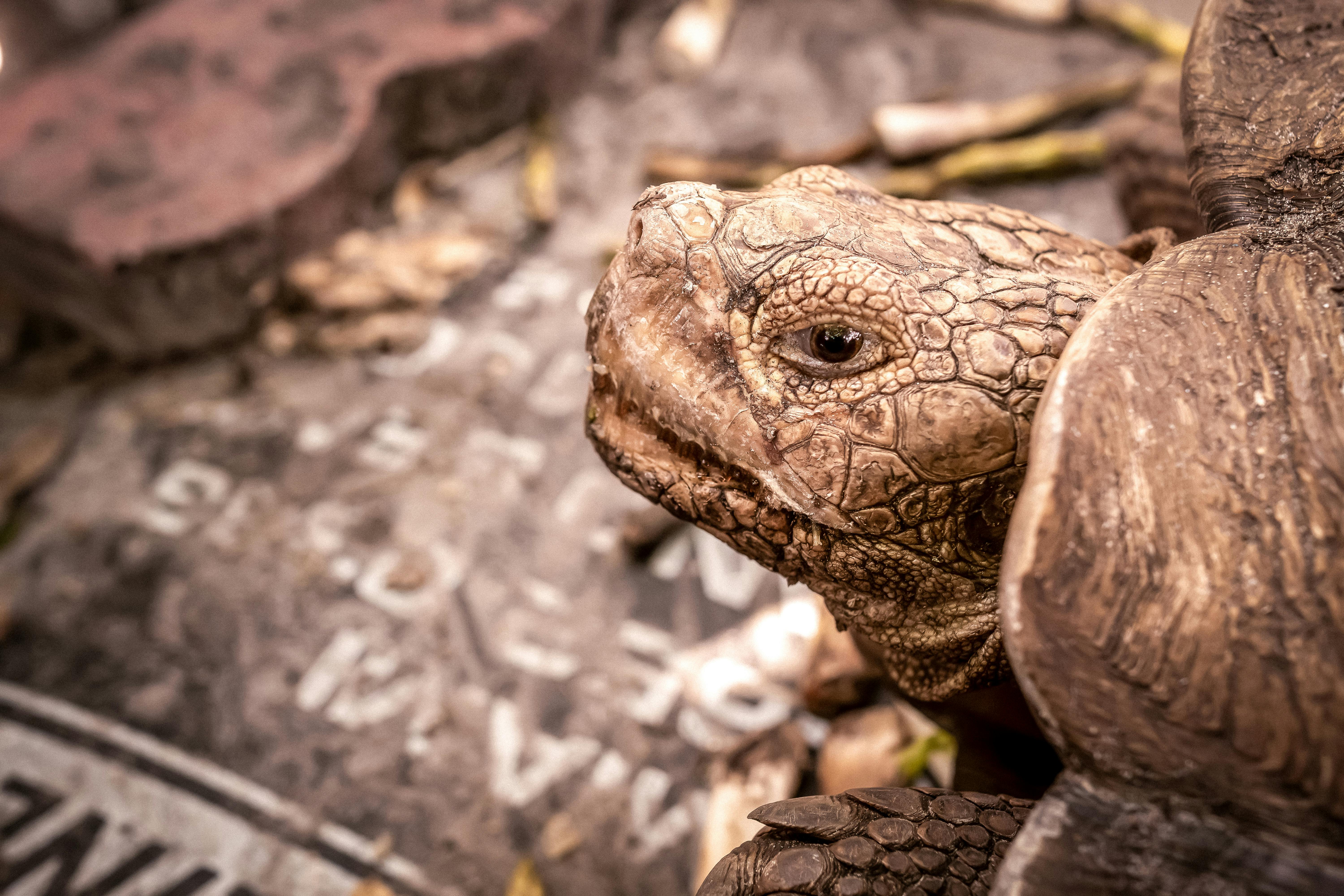 Tortoise on Rock · Free Stock Photo