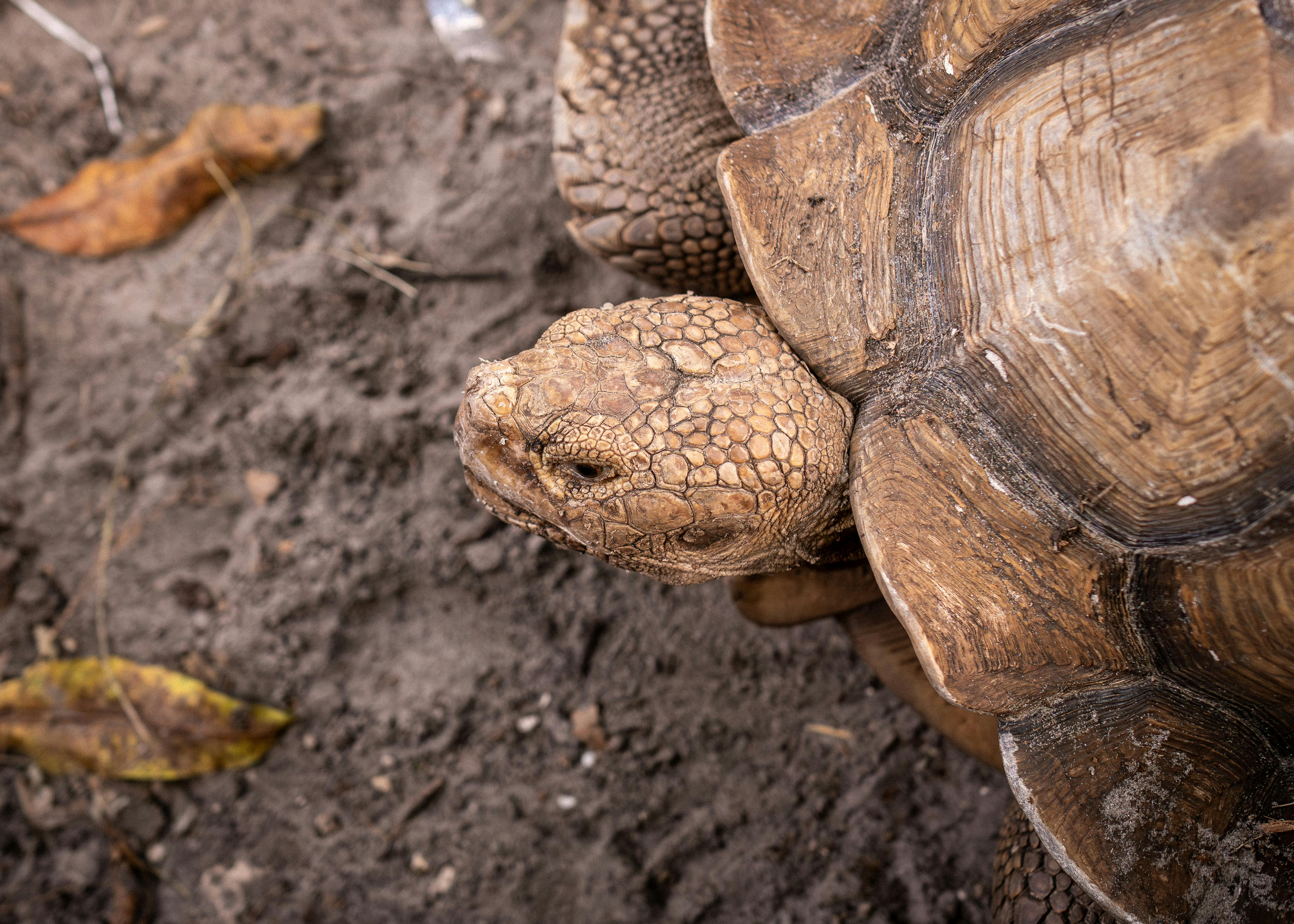 Tortoise on Rock · Free Stock Photo