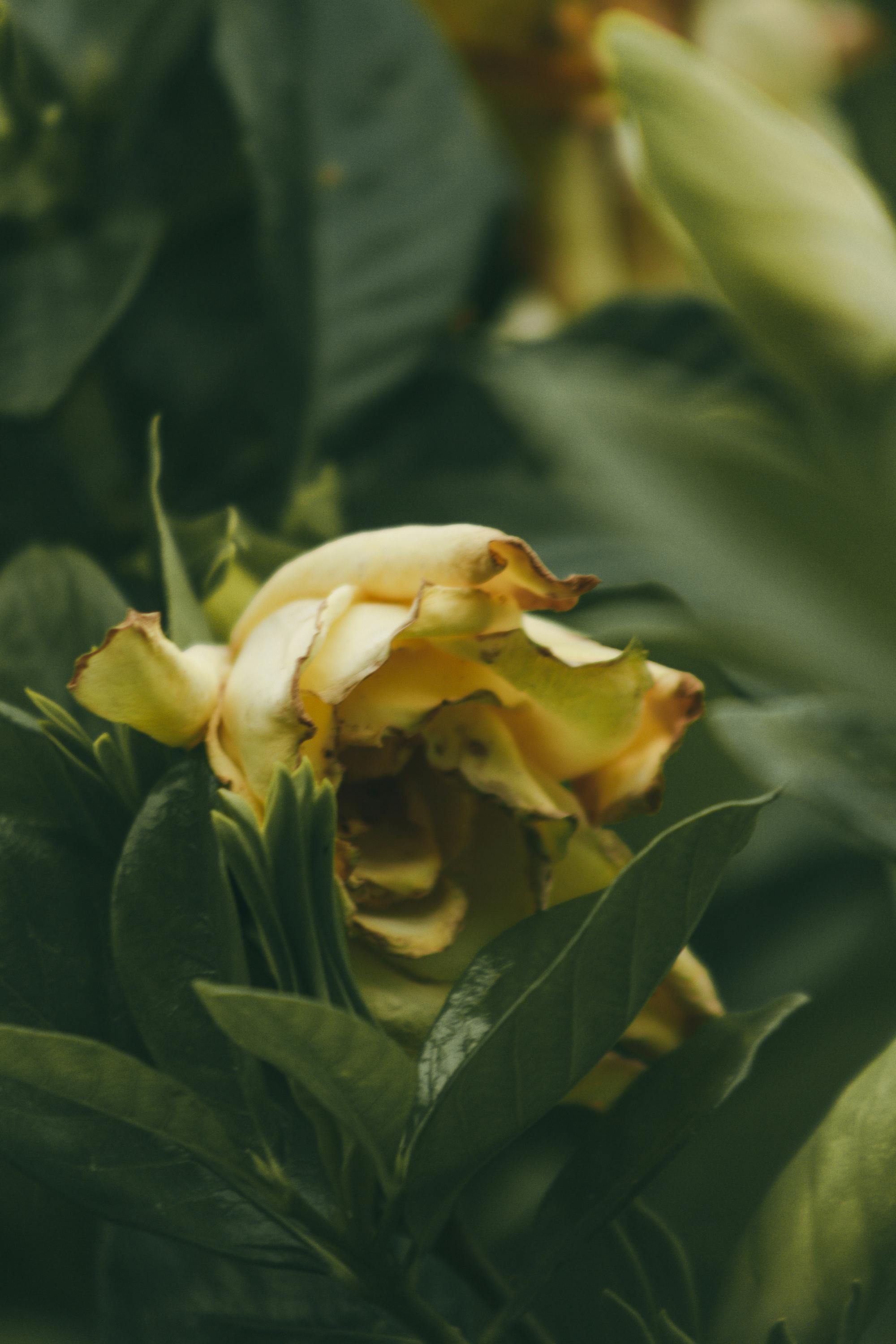 Decaying Flower among Leaves · Free Stock Photo