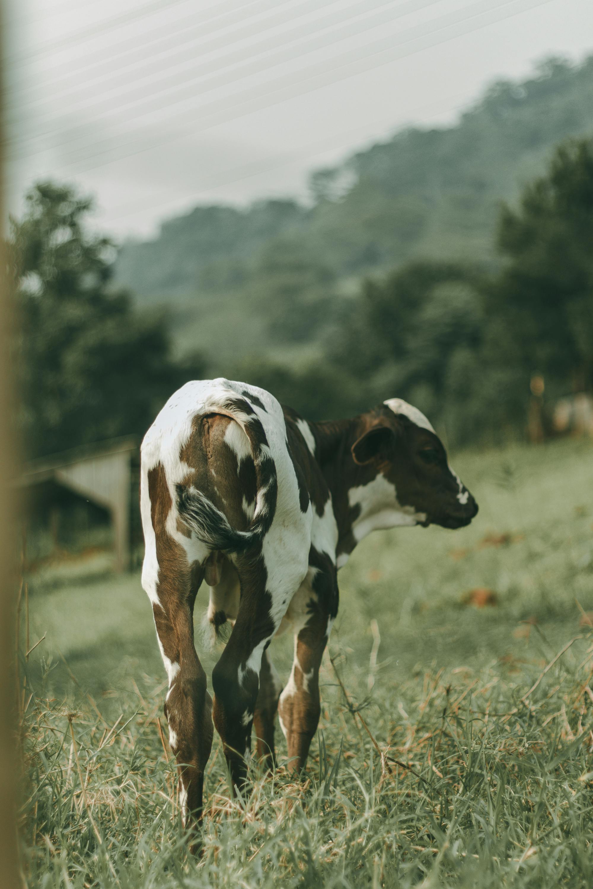 Poop Cow Photos, Download The BEST Free Poop Cow Stock Photos & HD Images