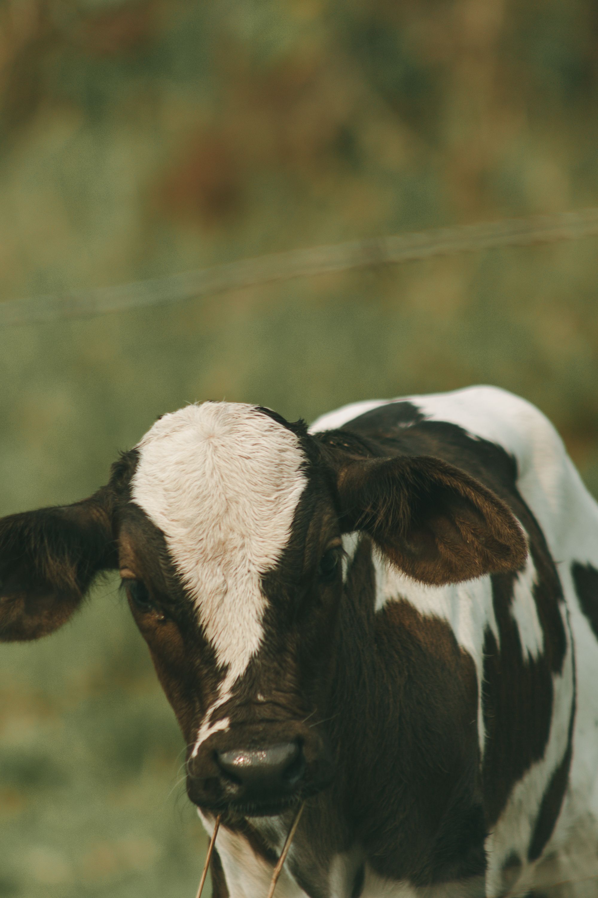 Free Cow Photos, Download The BEST Free Free Cow Stock Photos & HD Images
