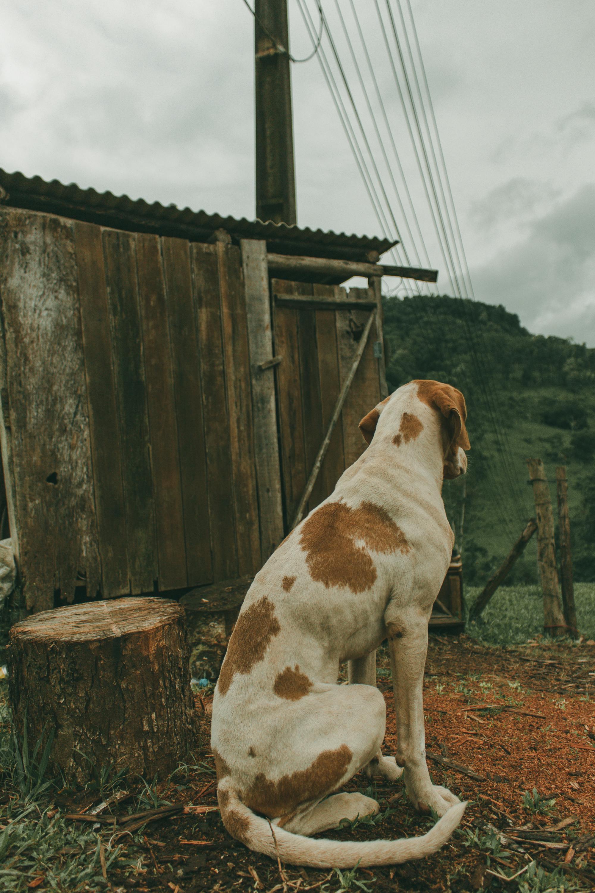 Dog in Countryside · Free Stock Photo