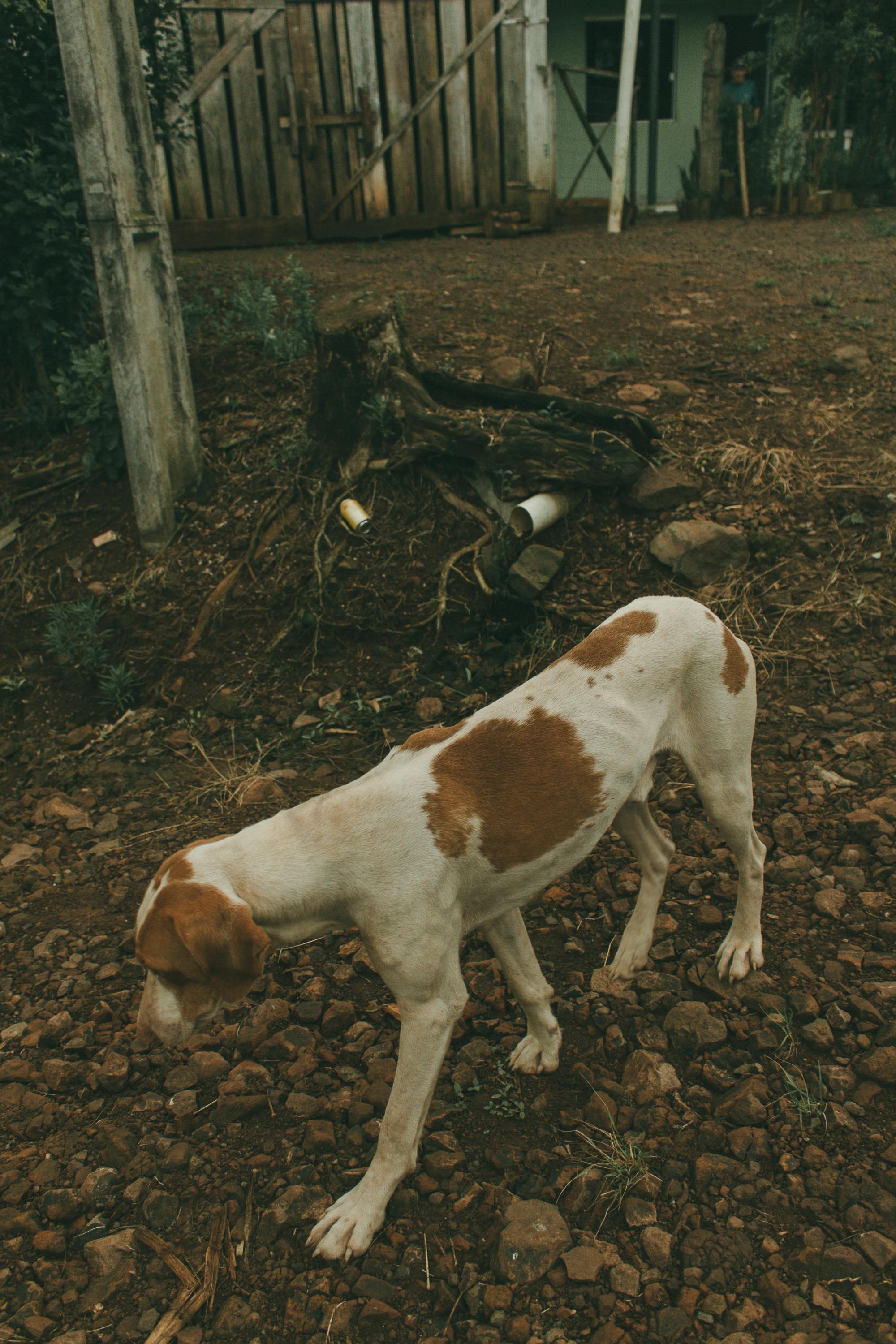 The Porcher House Photos, Download The BEST Free The Porcher House ...