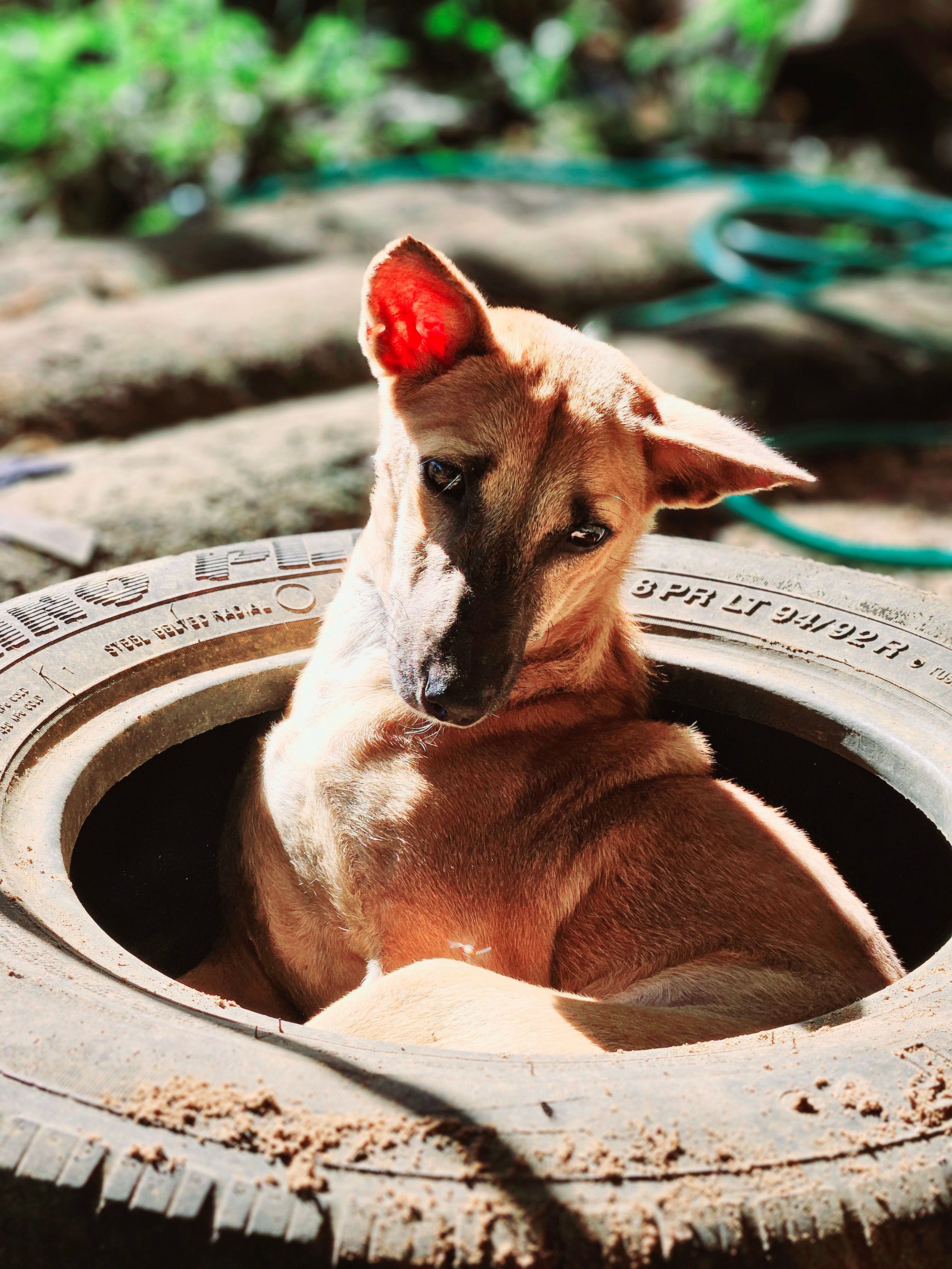 Dog In Tire Photos, Download The BEST Free Dog In Tire Stock Photos ...