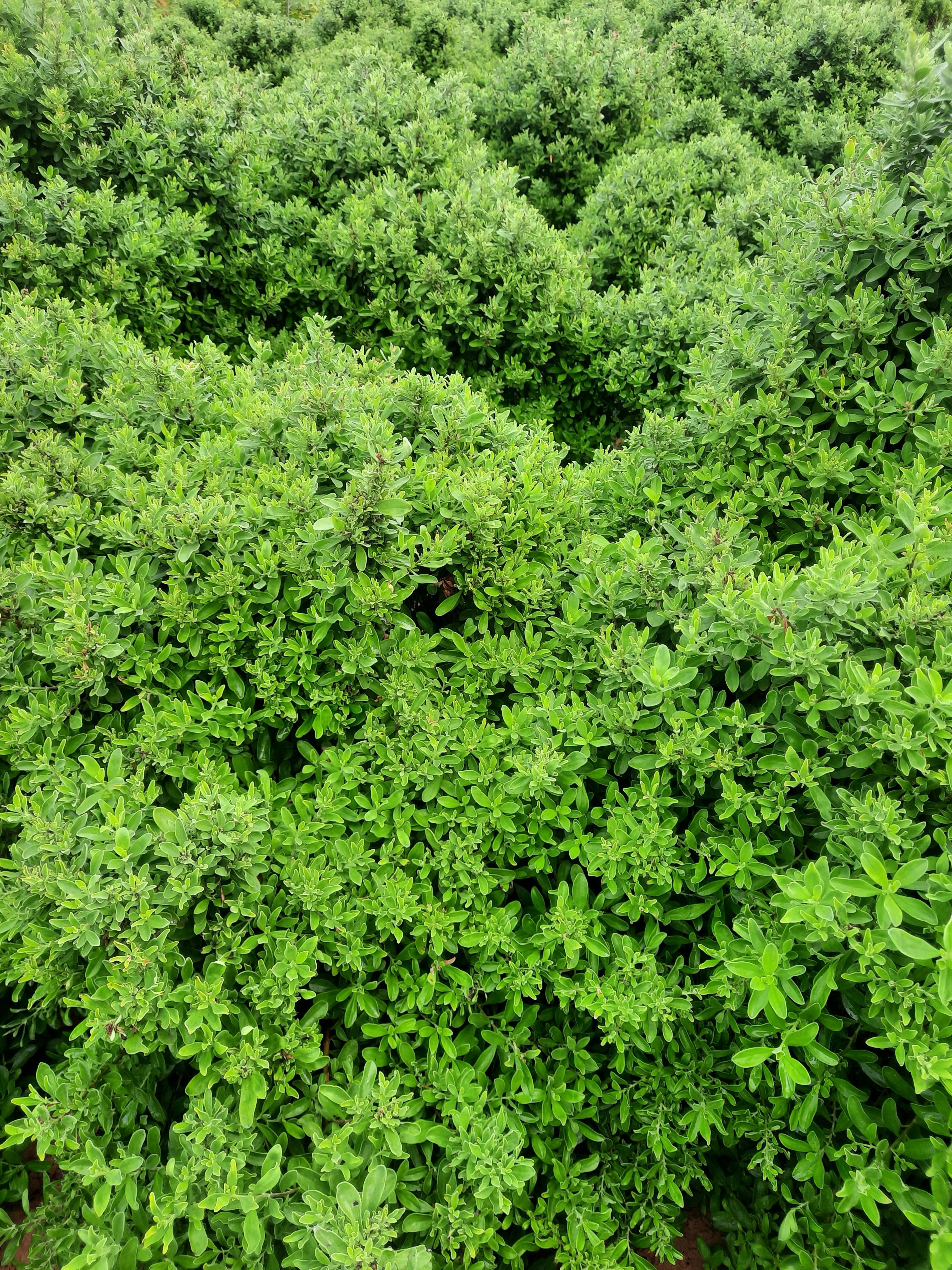 Top View of Green Shrubs · Free Stock Photo