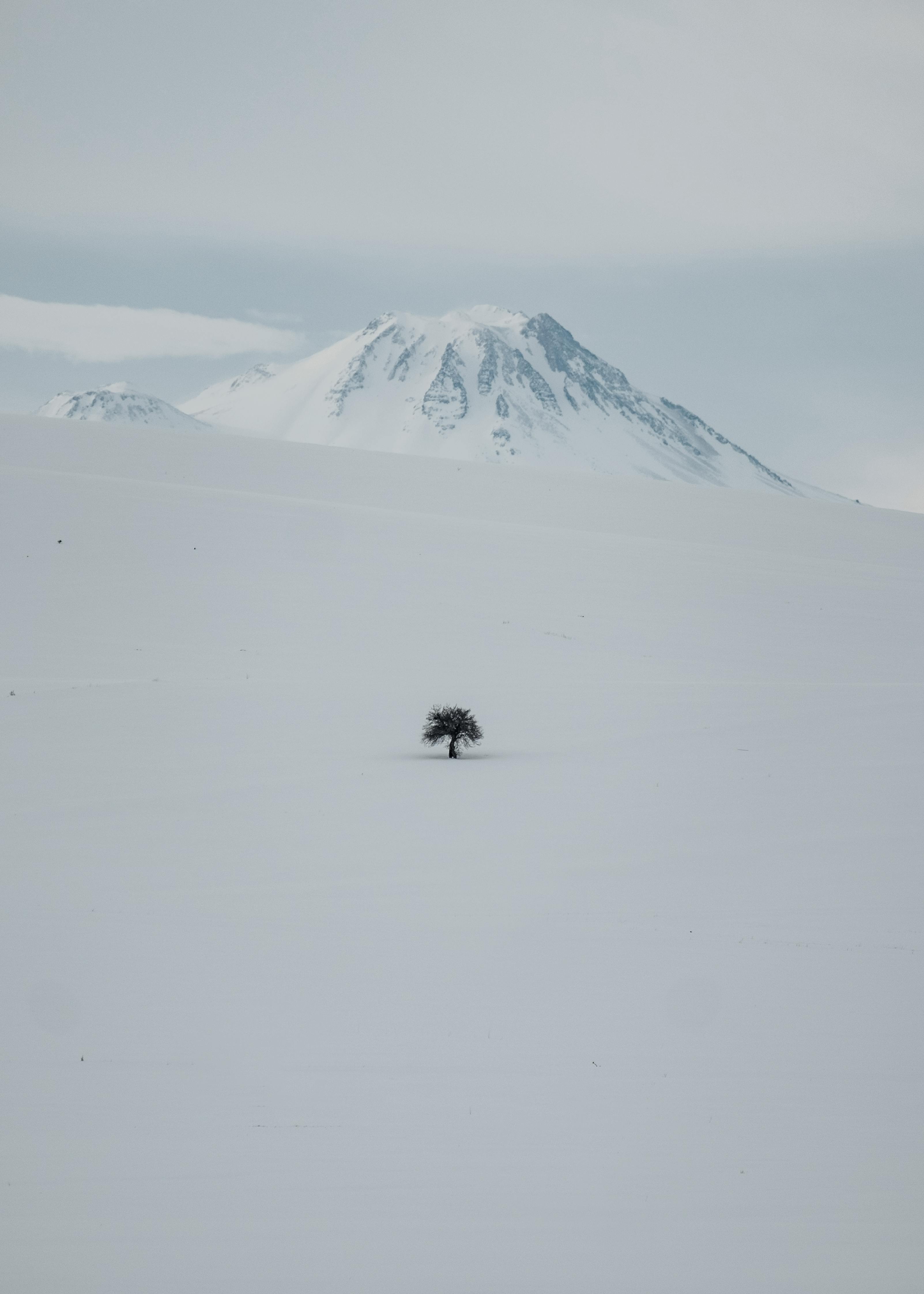Single Tree on Plains in Snow with Mountain behind · Free Stock Photo
