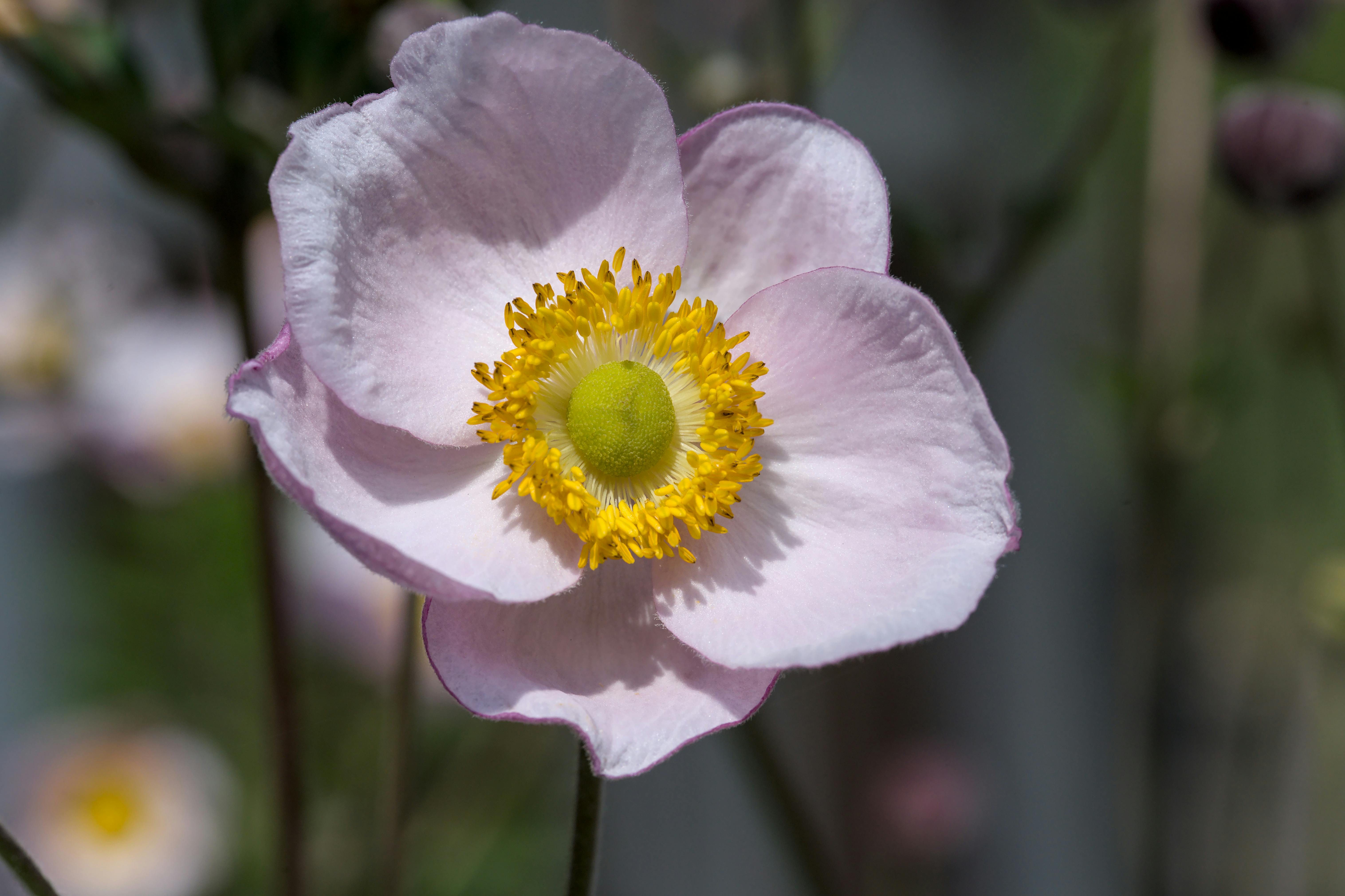 Close-up of a Light Pink Anemone Flower · Free Stock Photo