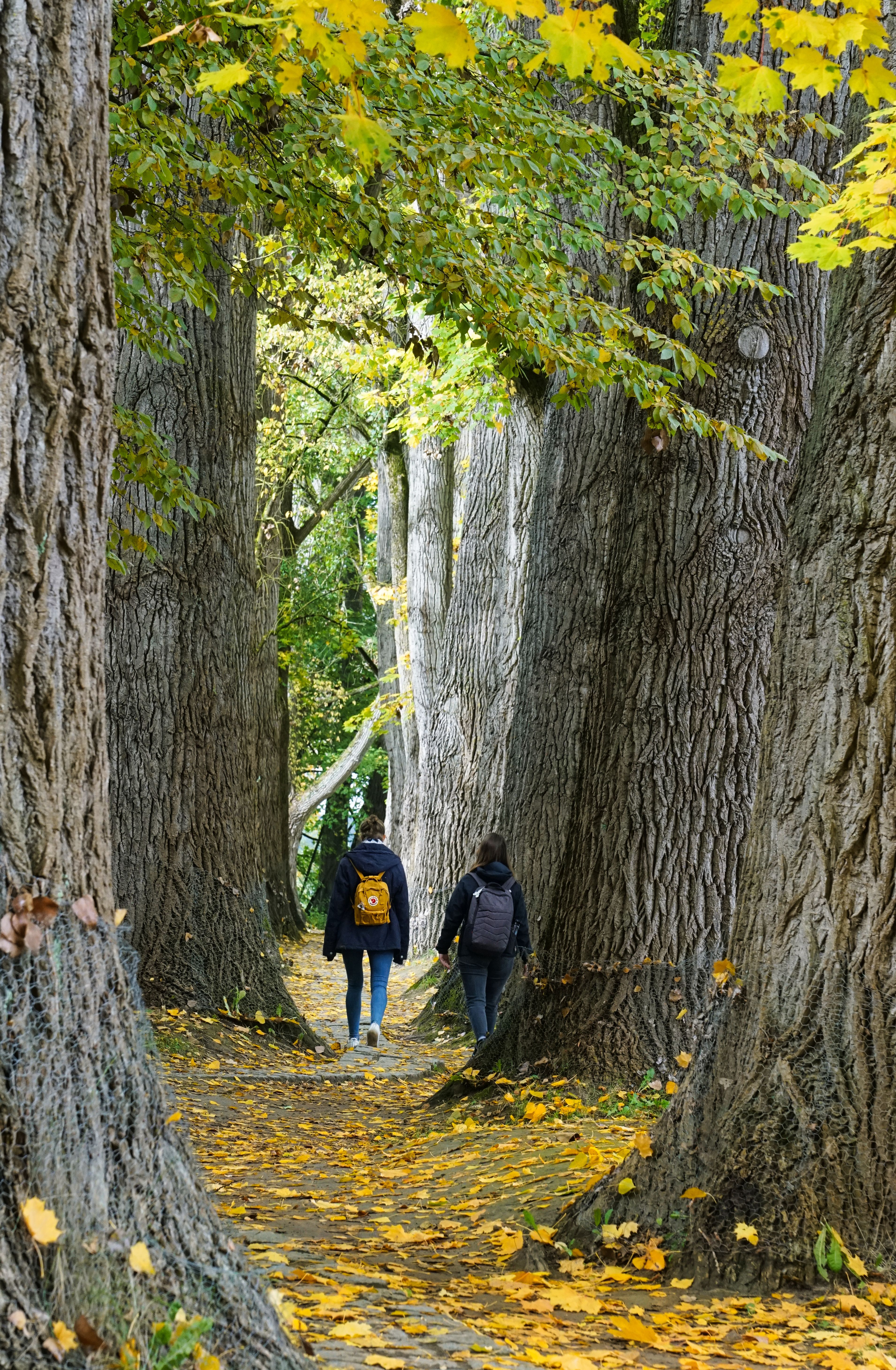 People Hiking among Trees in Autumn · Free Stock Photo