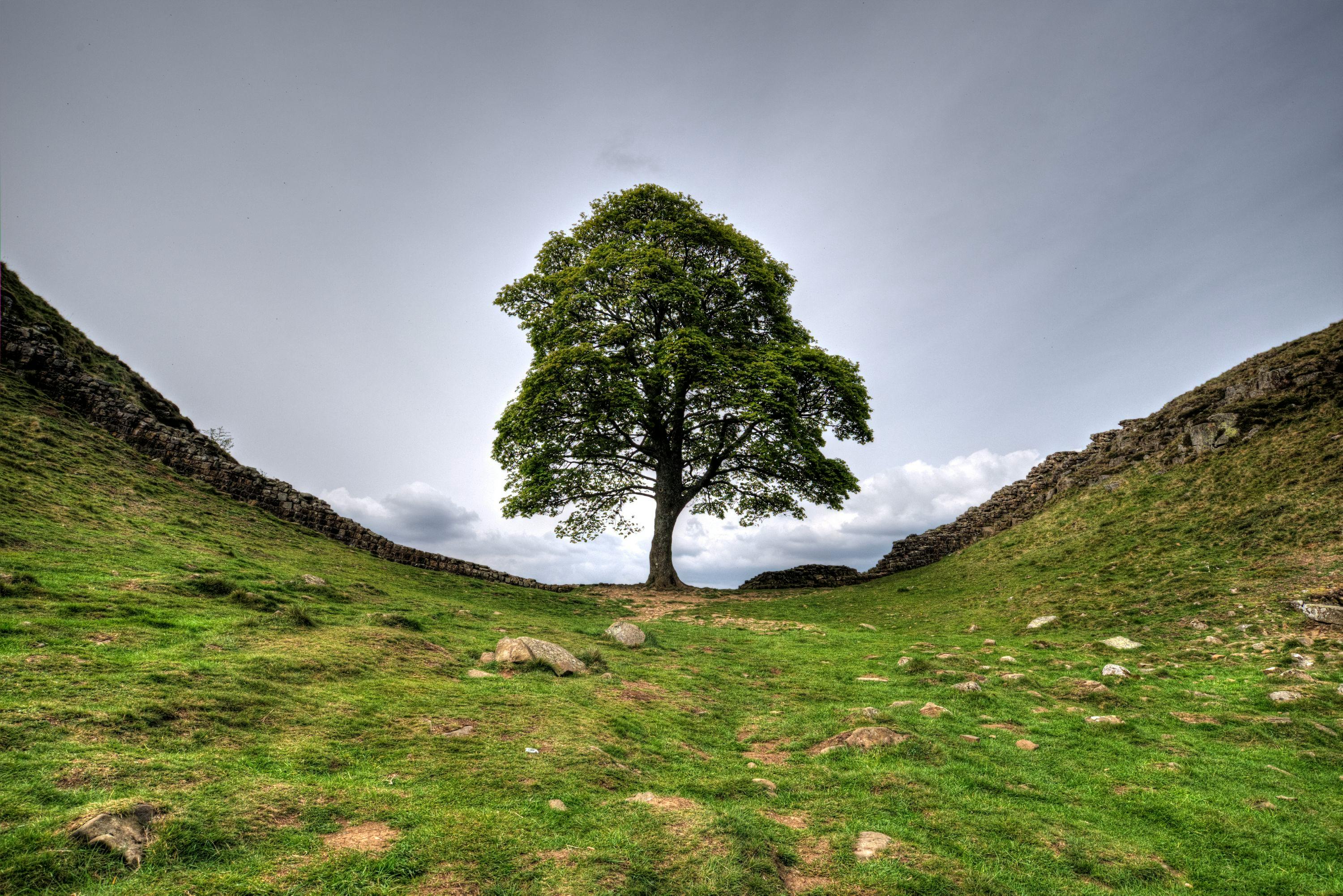 One Lone Tree Photos, Download The BEST Free One Lone Tree Stock Photos ...