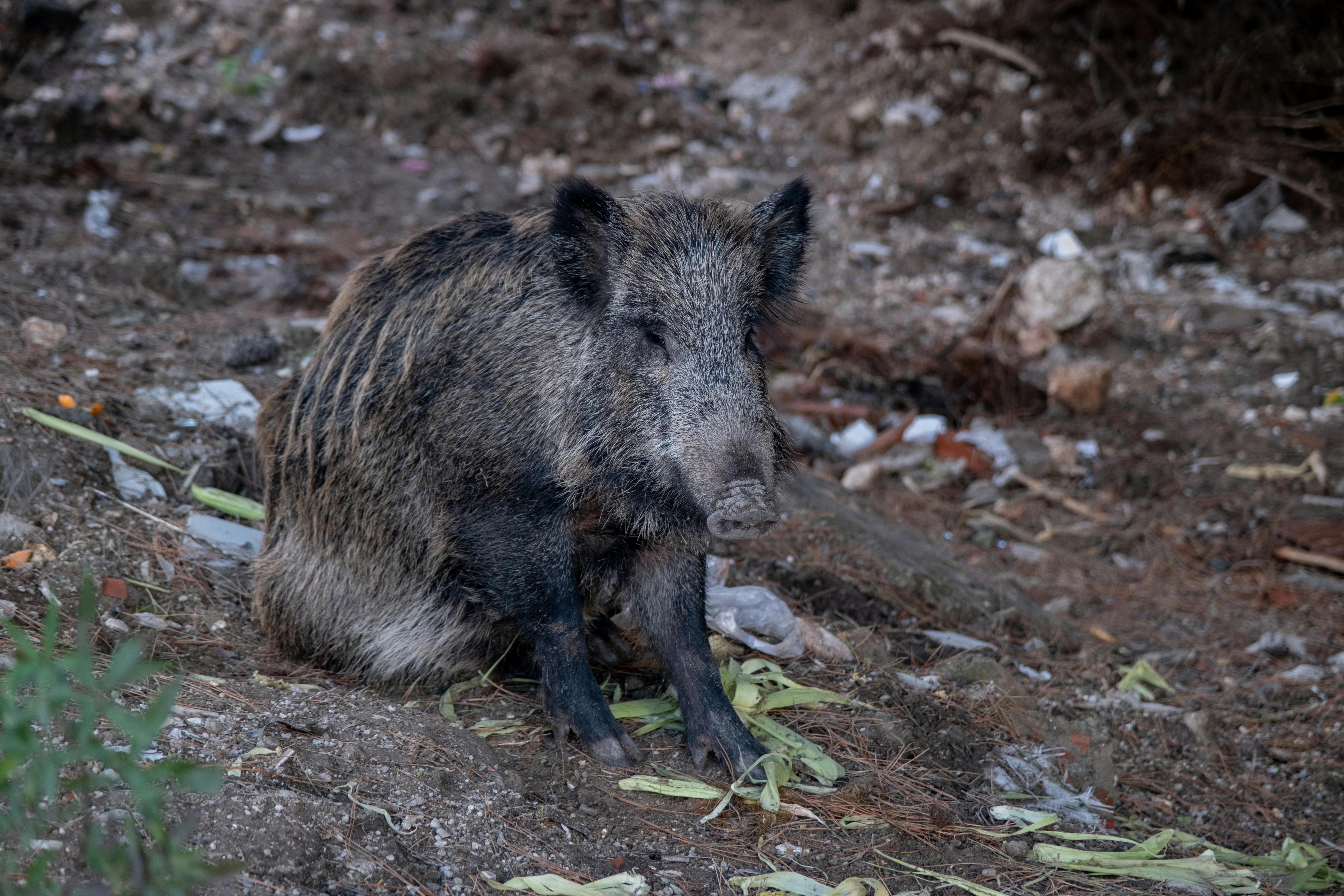 Boar Sitting on Ground · Free Stock Photo