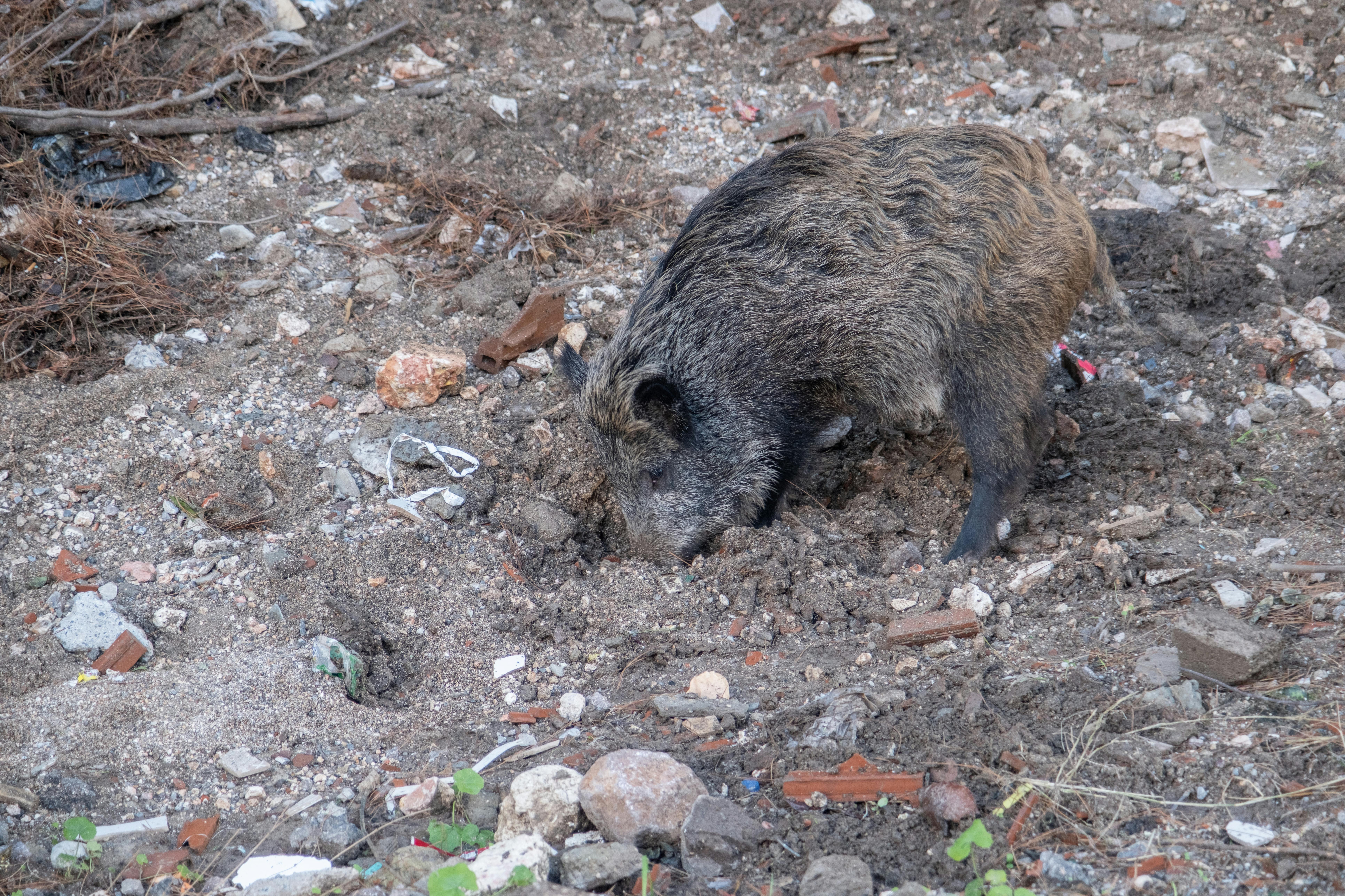 Boar on Ground · Free Stock Photo