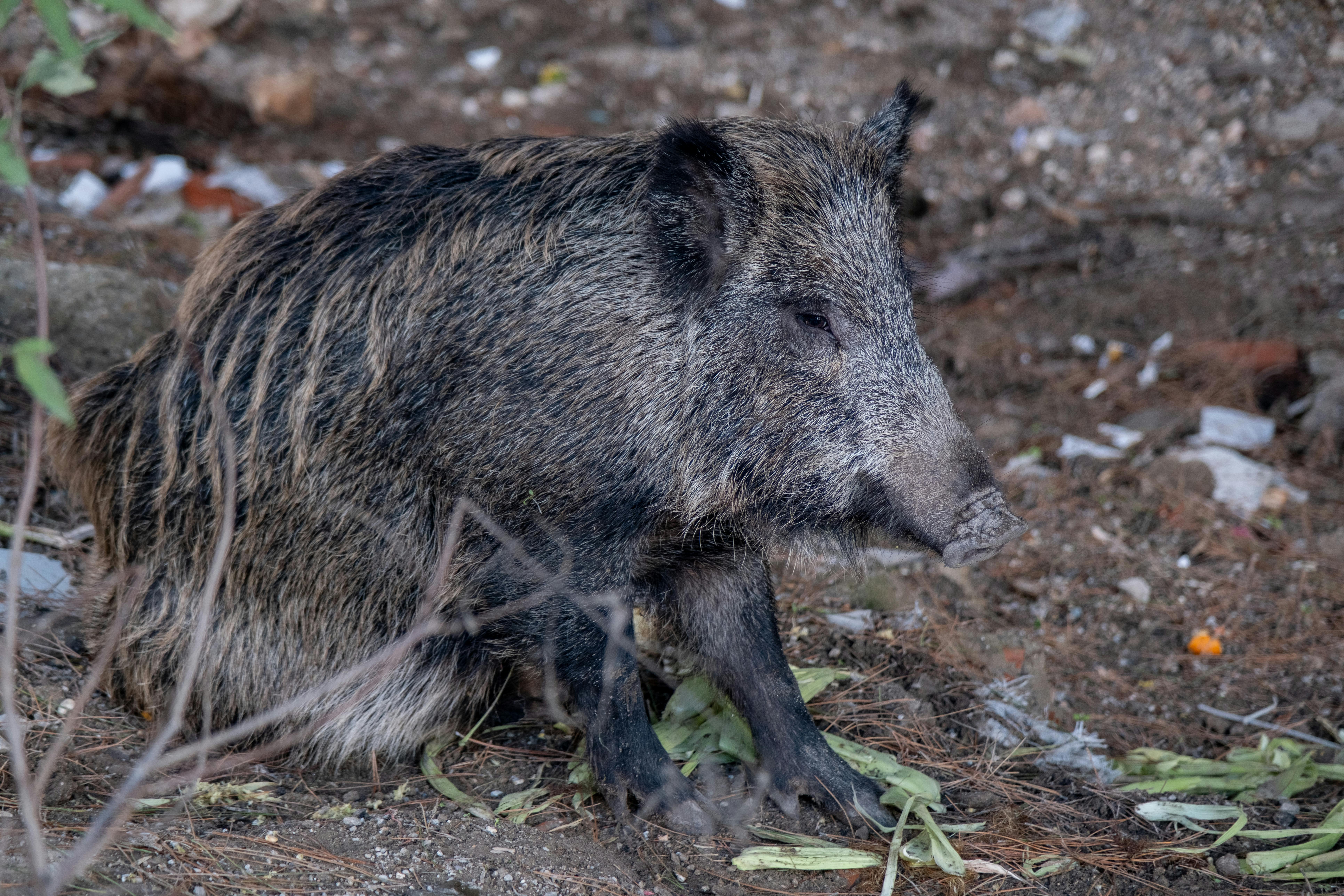 Sitting Boar on Ground · Free Stock Photo