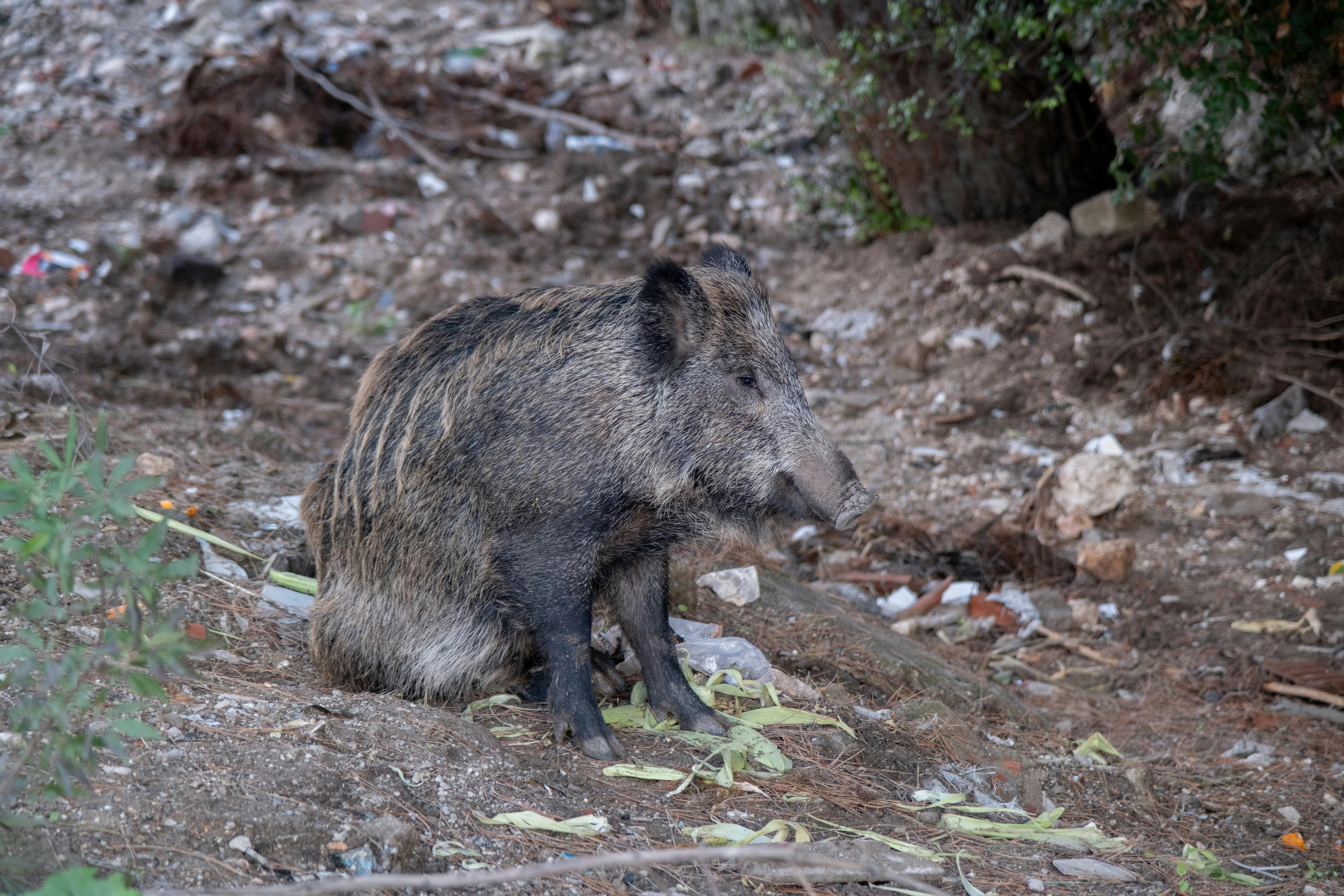 Boar Sitting on Ground · Free Stock Photo