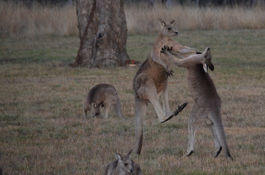 Free stock photo of australia, kangaroo mob, kangaroos fighting
