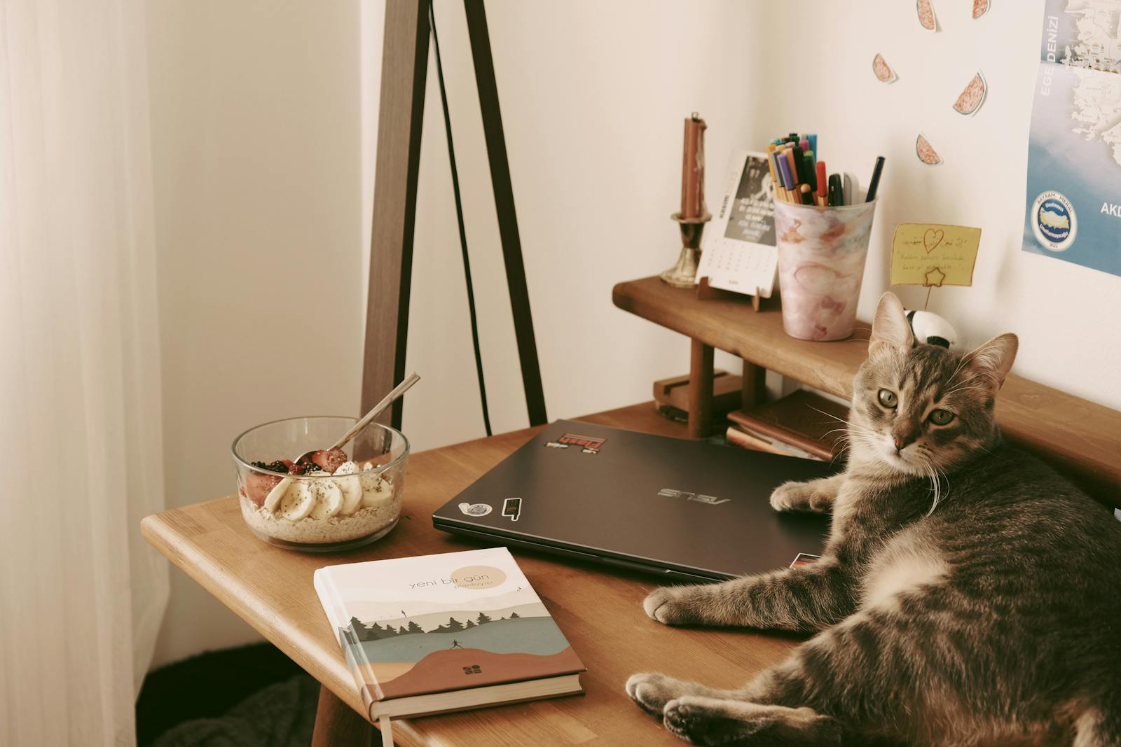 Cat Desk Photos, Download The BEST Free Cat Desk Stock Photos & HD Images