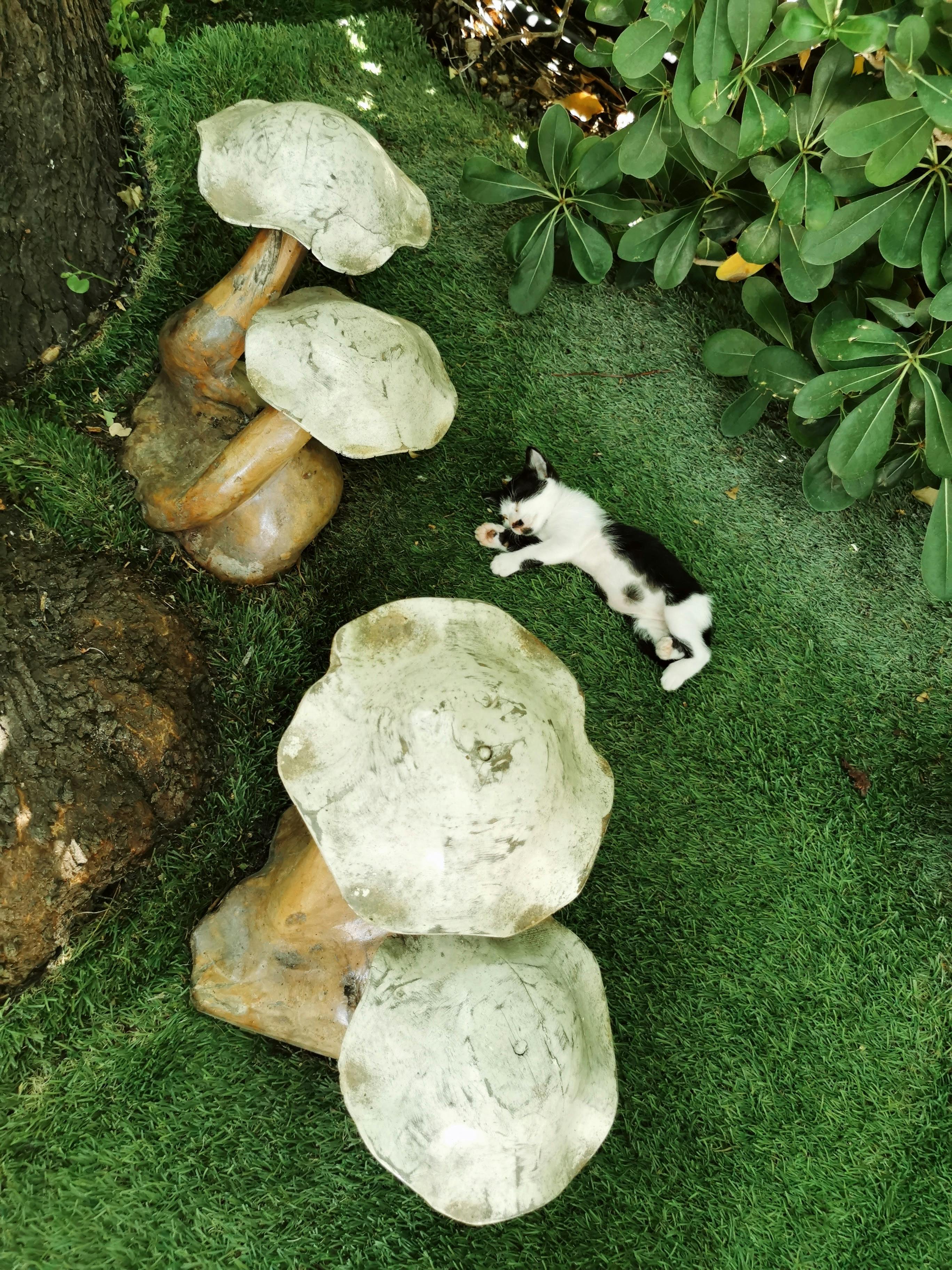 Cat Top View Photos, Download The BEST Free Cat Top View Stock Photos ...