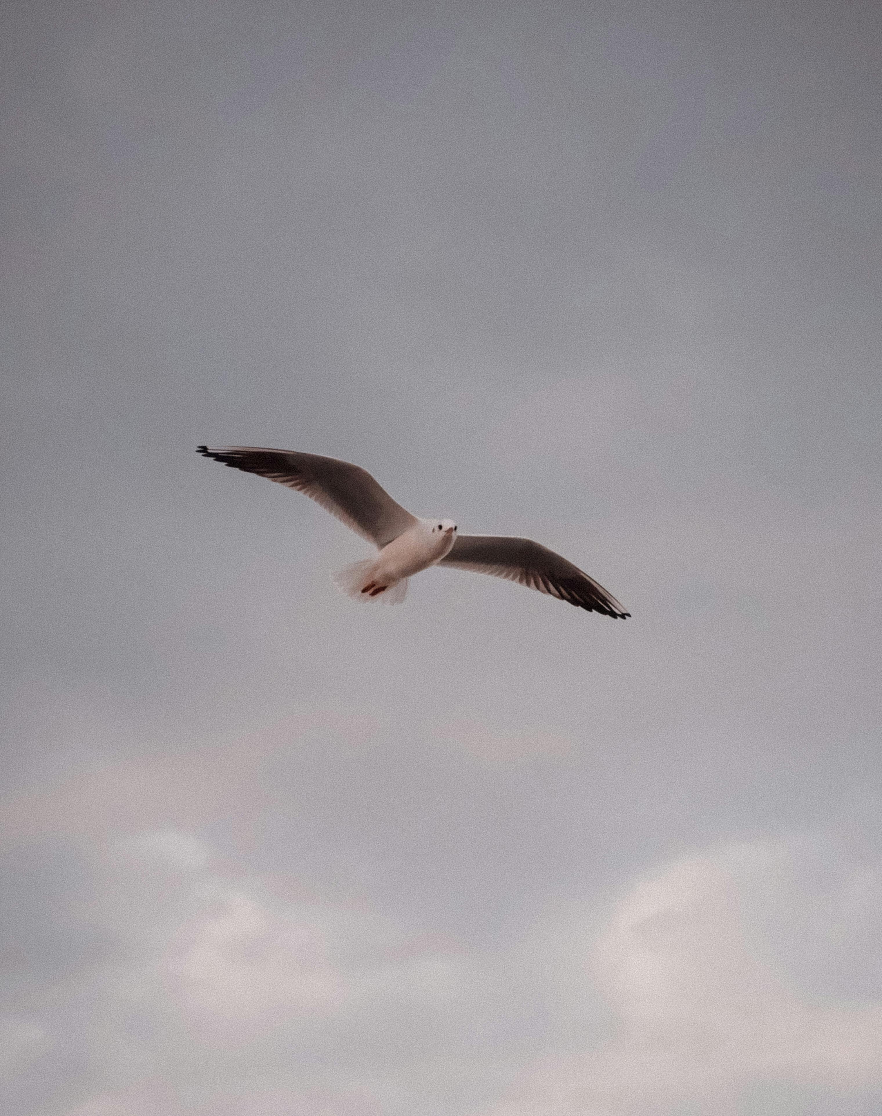 White Bird Flying Under the Blue and White Sky during Daytime · Free ...