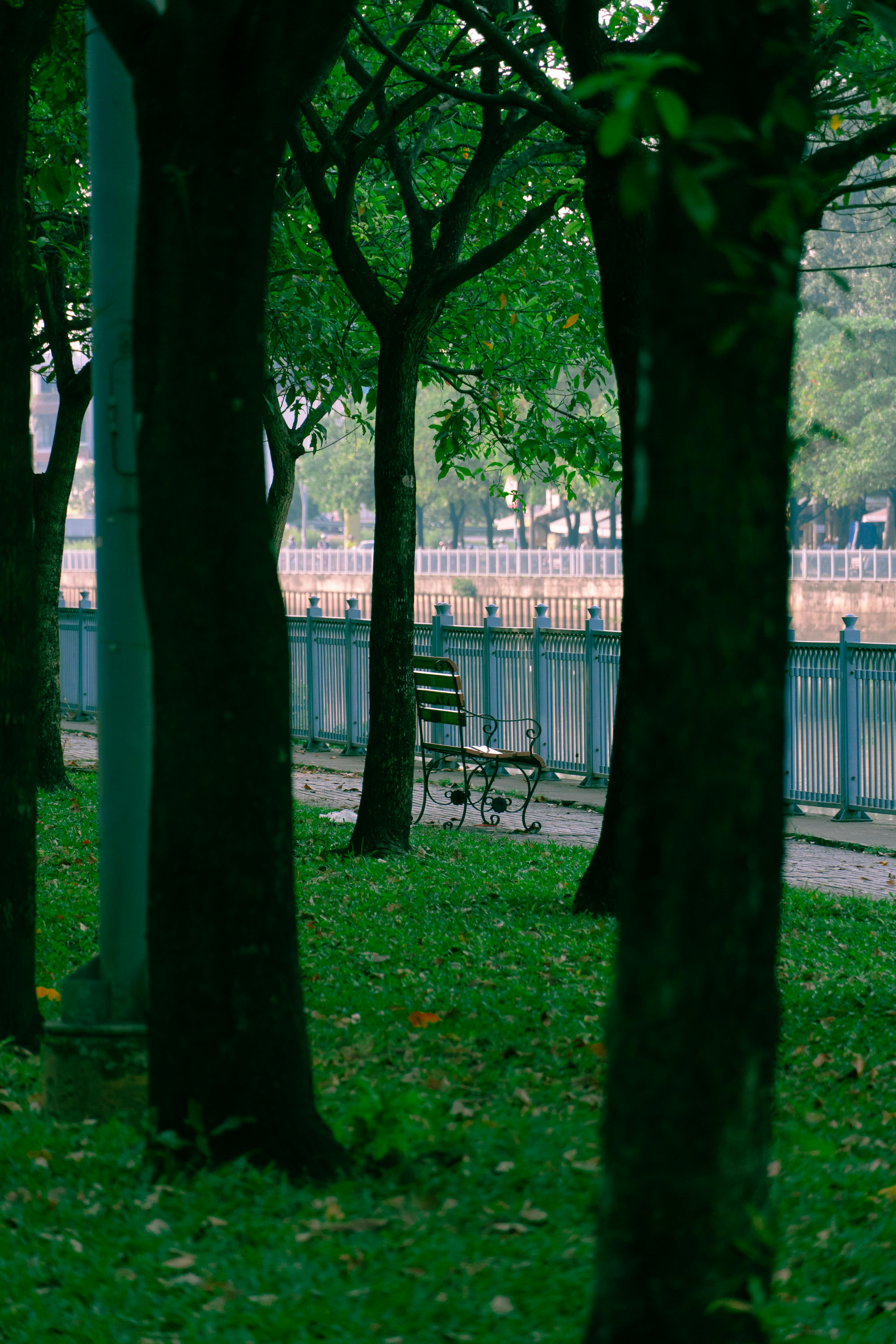 Trees in a Park by the Water in City · Free Stock Photo