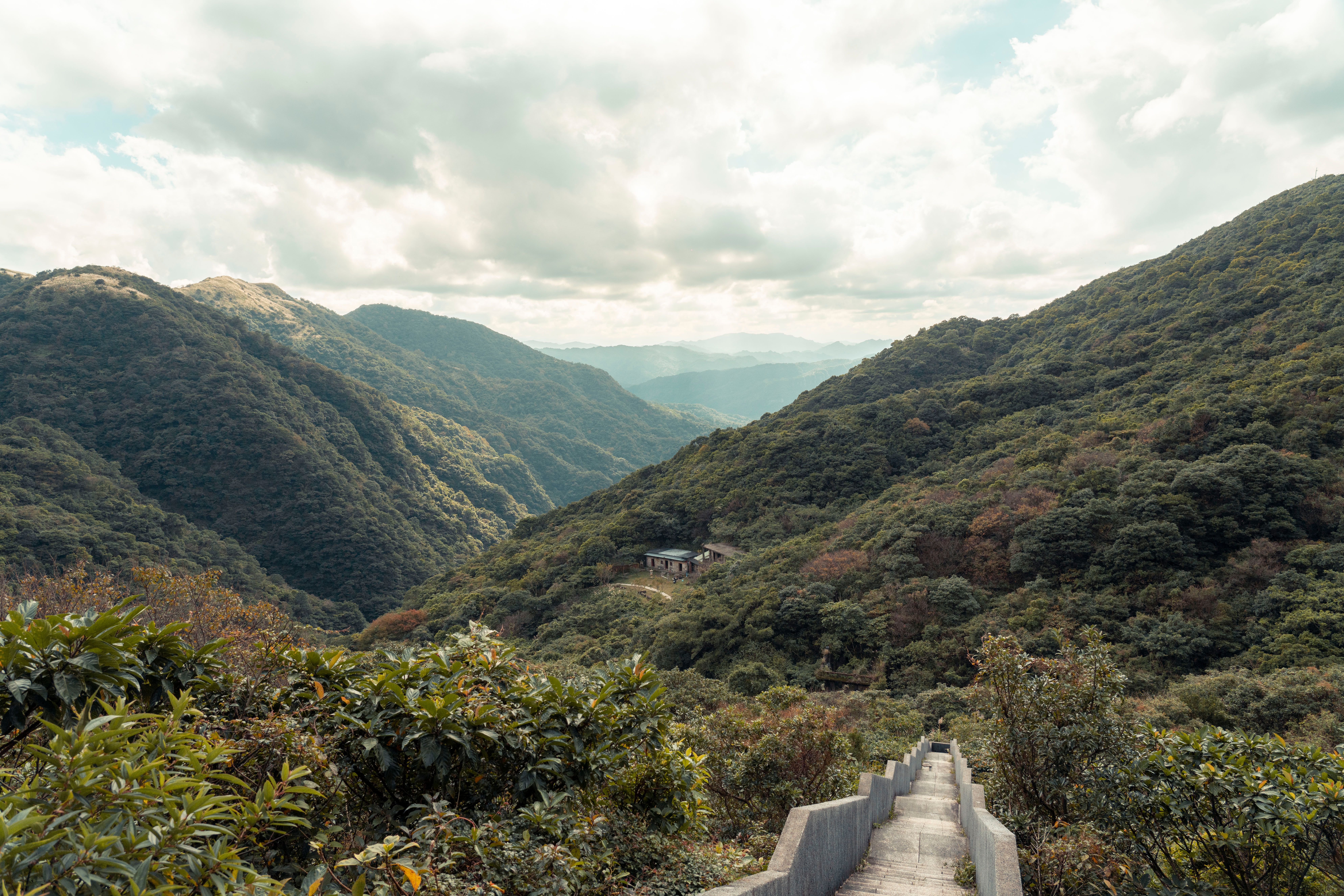 Deep Forest on Hills · Free Stock Photo