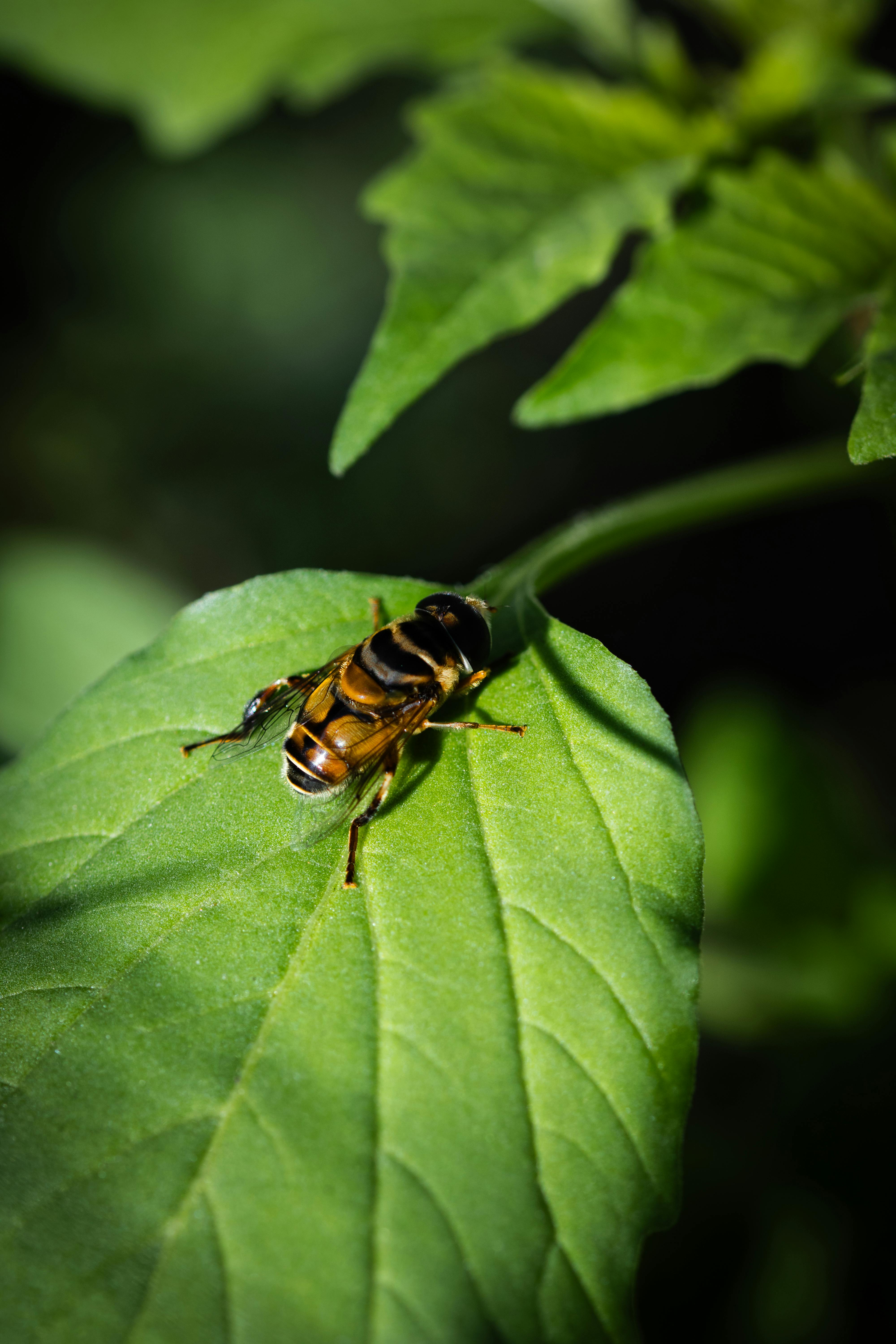 Insectes Insolites Photos, Download The BEST Free Insectes Insolites ...