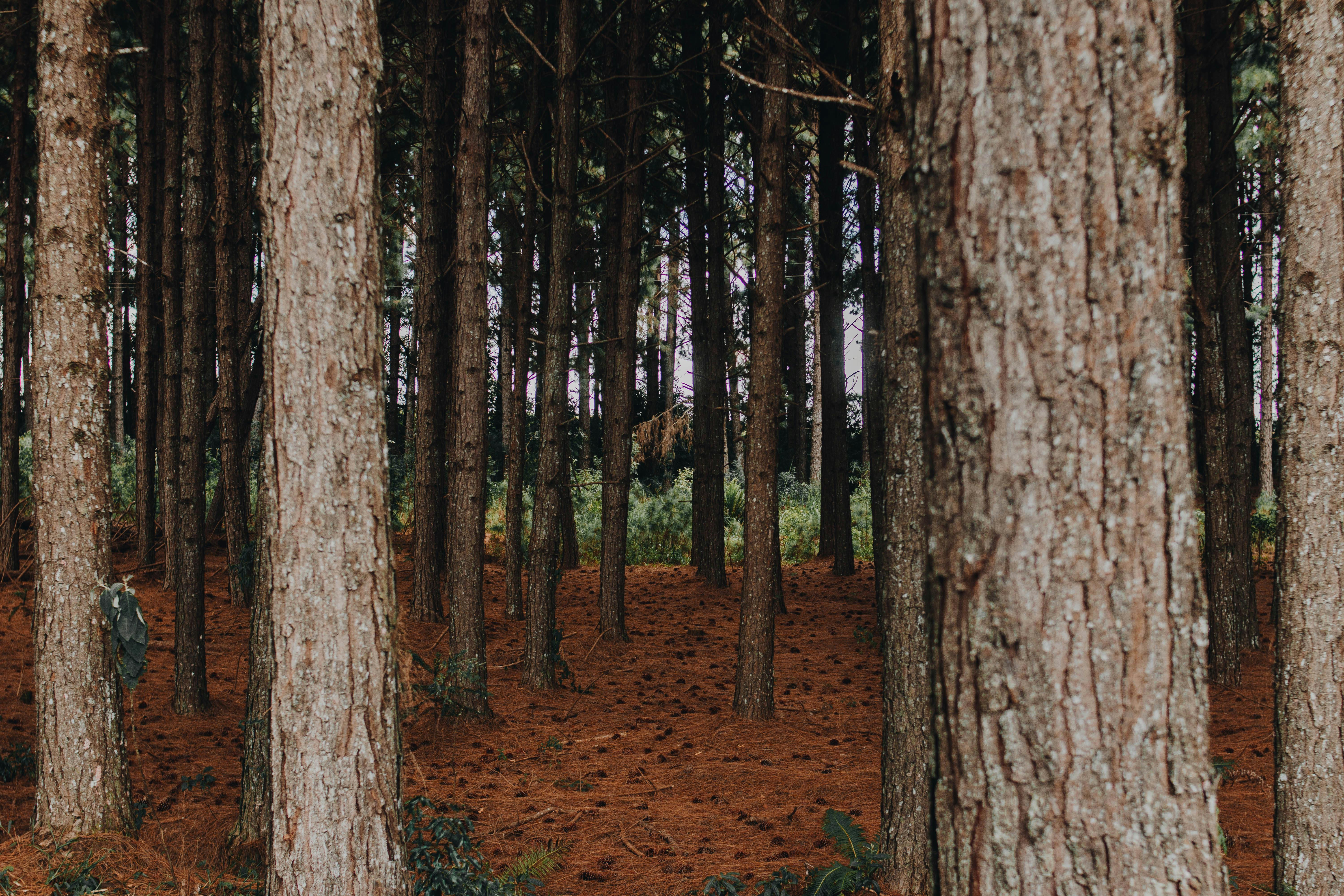 Trees in a Forest · Free Stock Photo