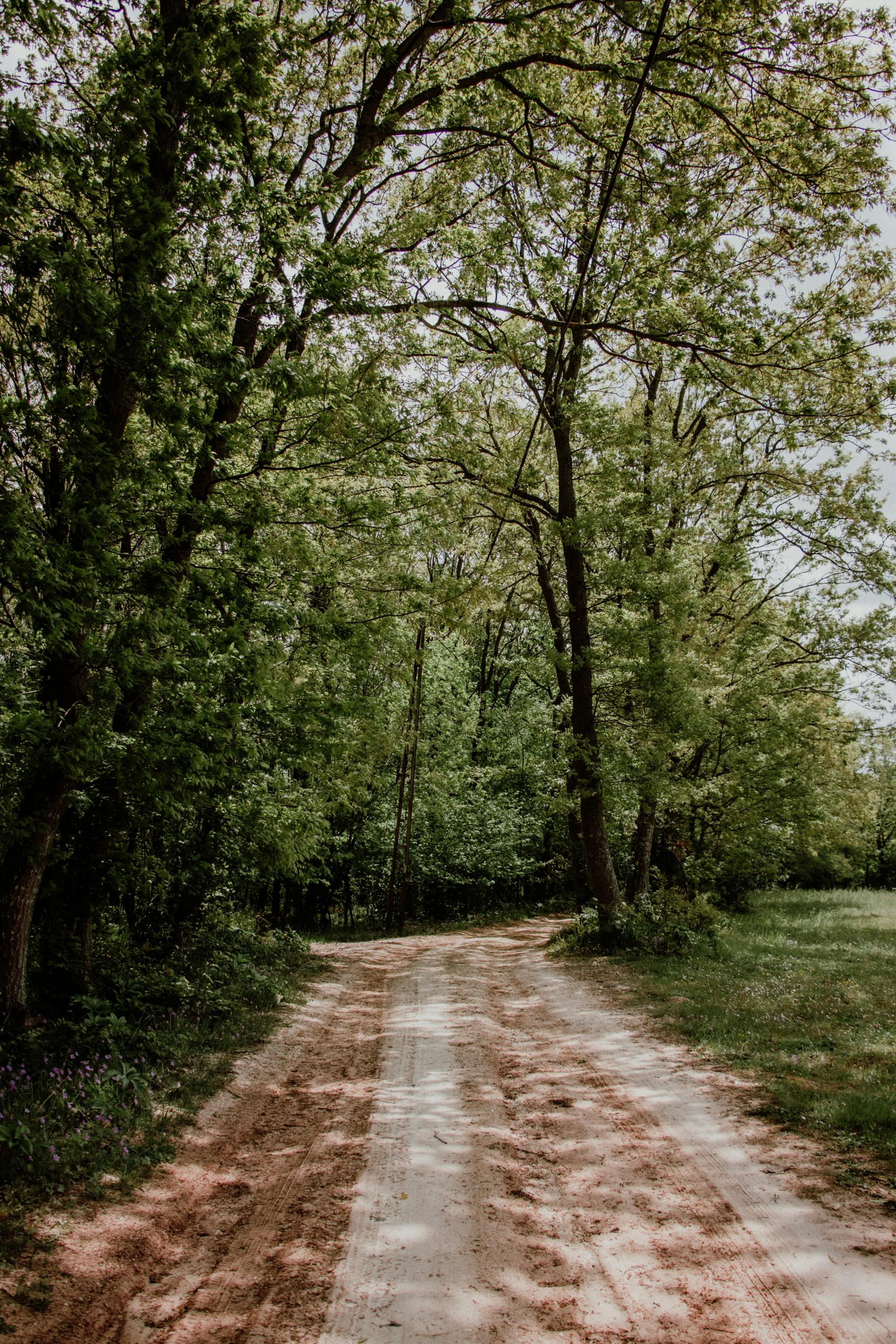 Path Among Trees in a Park · Free Stock Photo