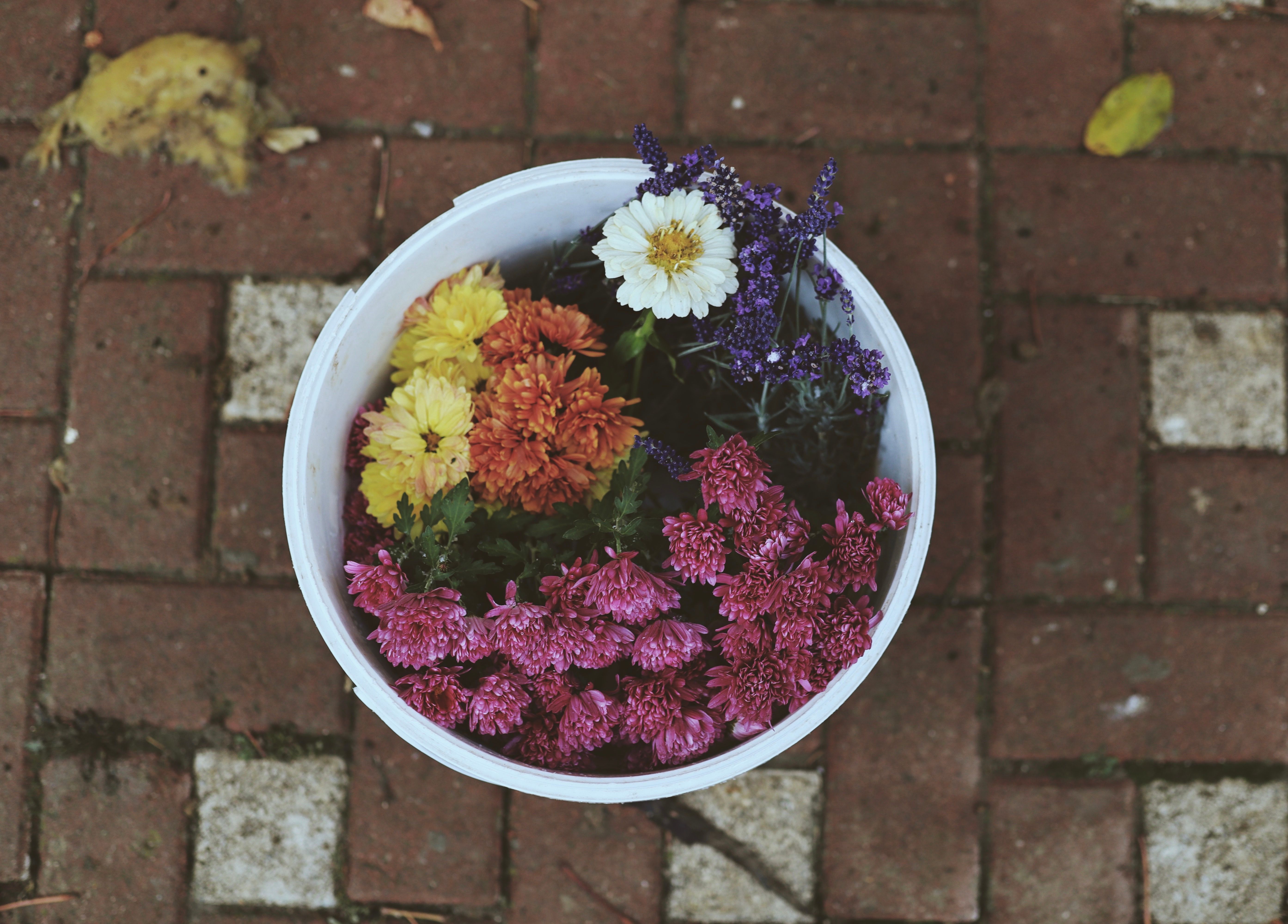 Flowers in Bucket · Free Stock Photo