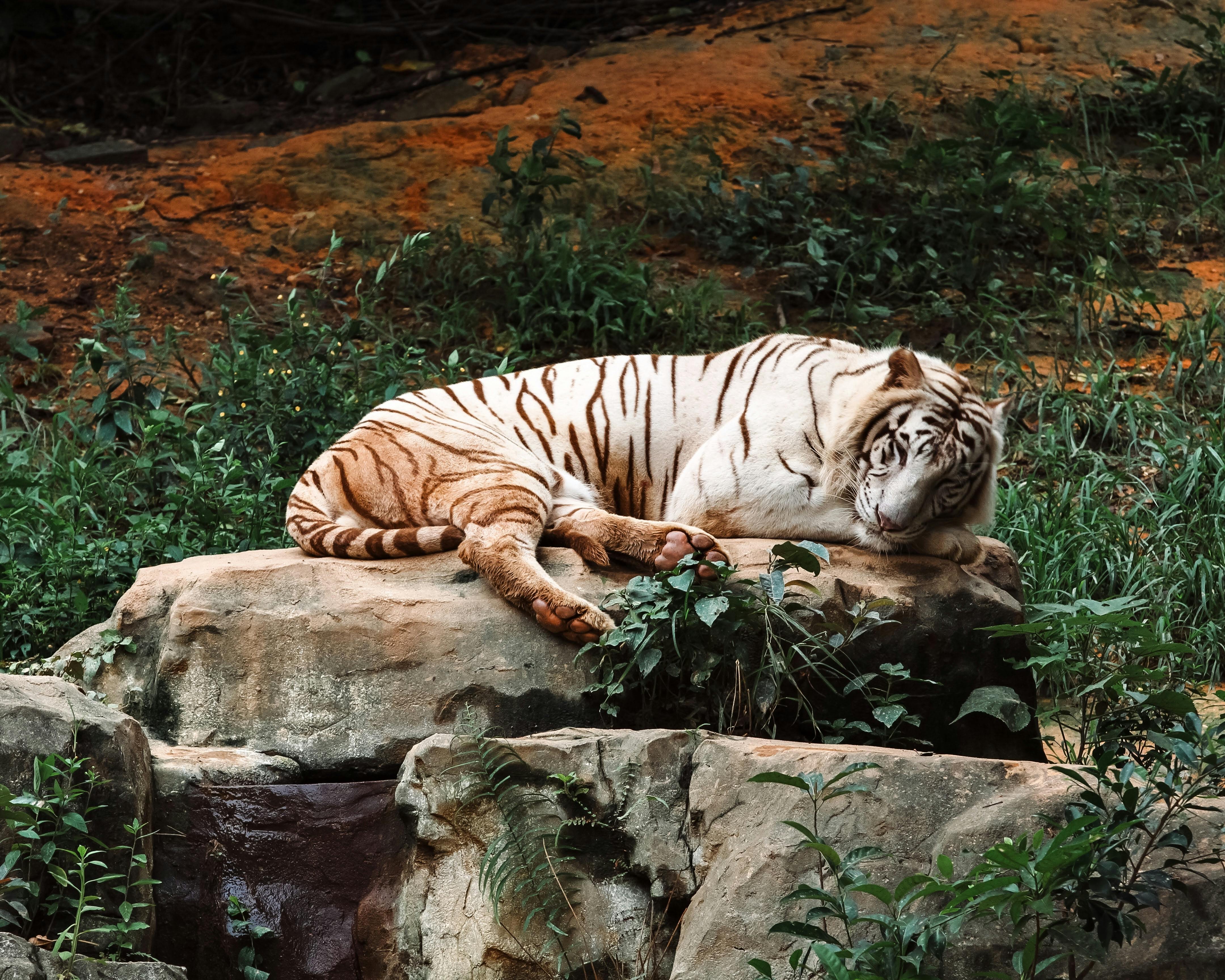 Tiger Math Photos, Download The BEST Free Tiger Math Stock Photos & HD ...