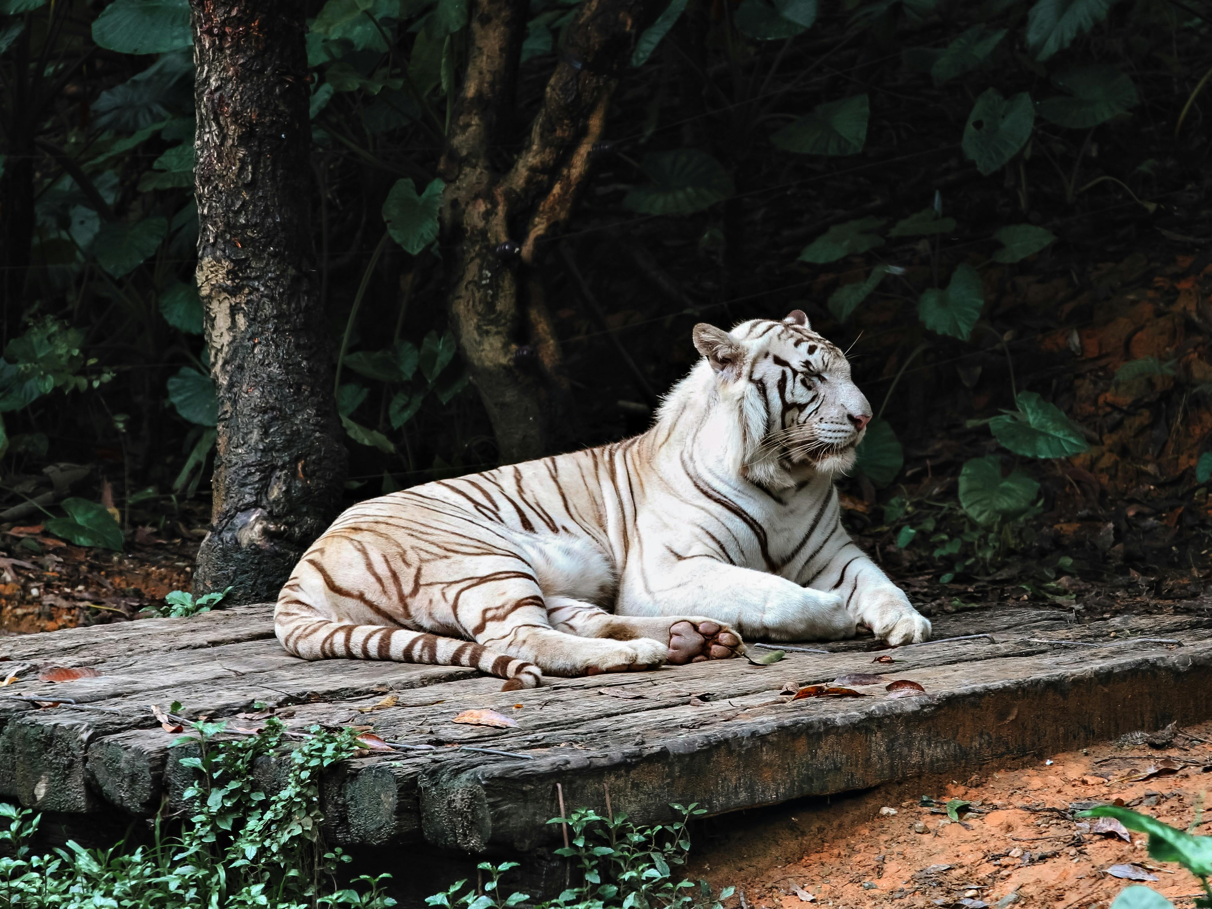 White Tigers in a Zoo · Free Stock Photo