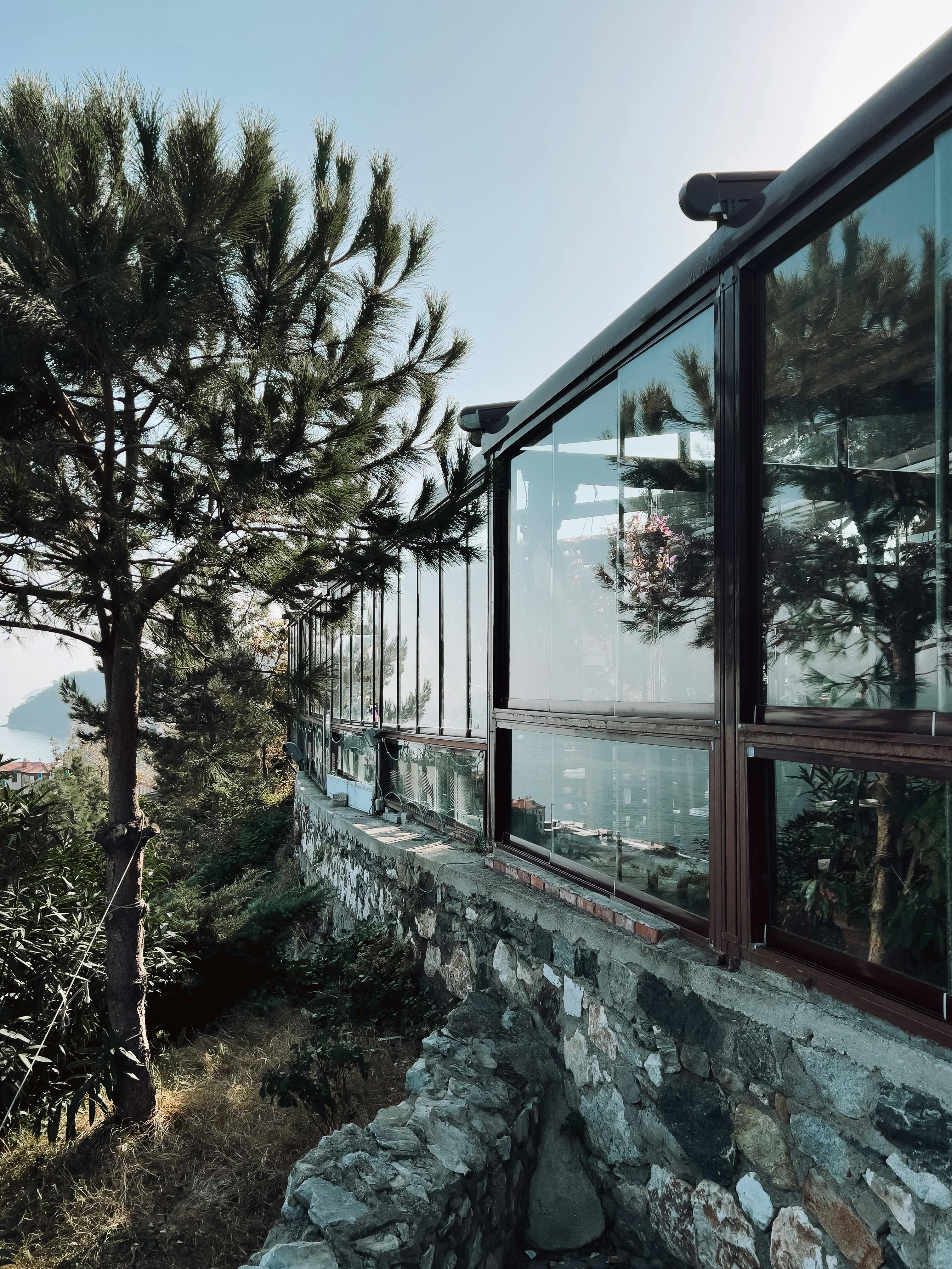 Modern Glass Building Reflecting a Pine Tree · Free Stock Photo