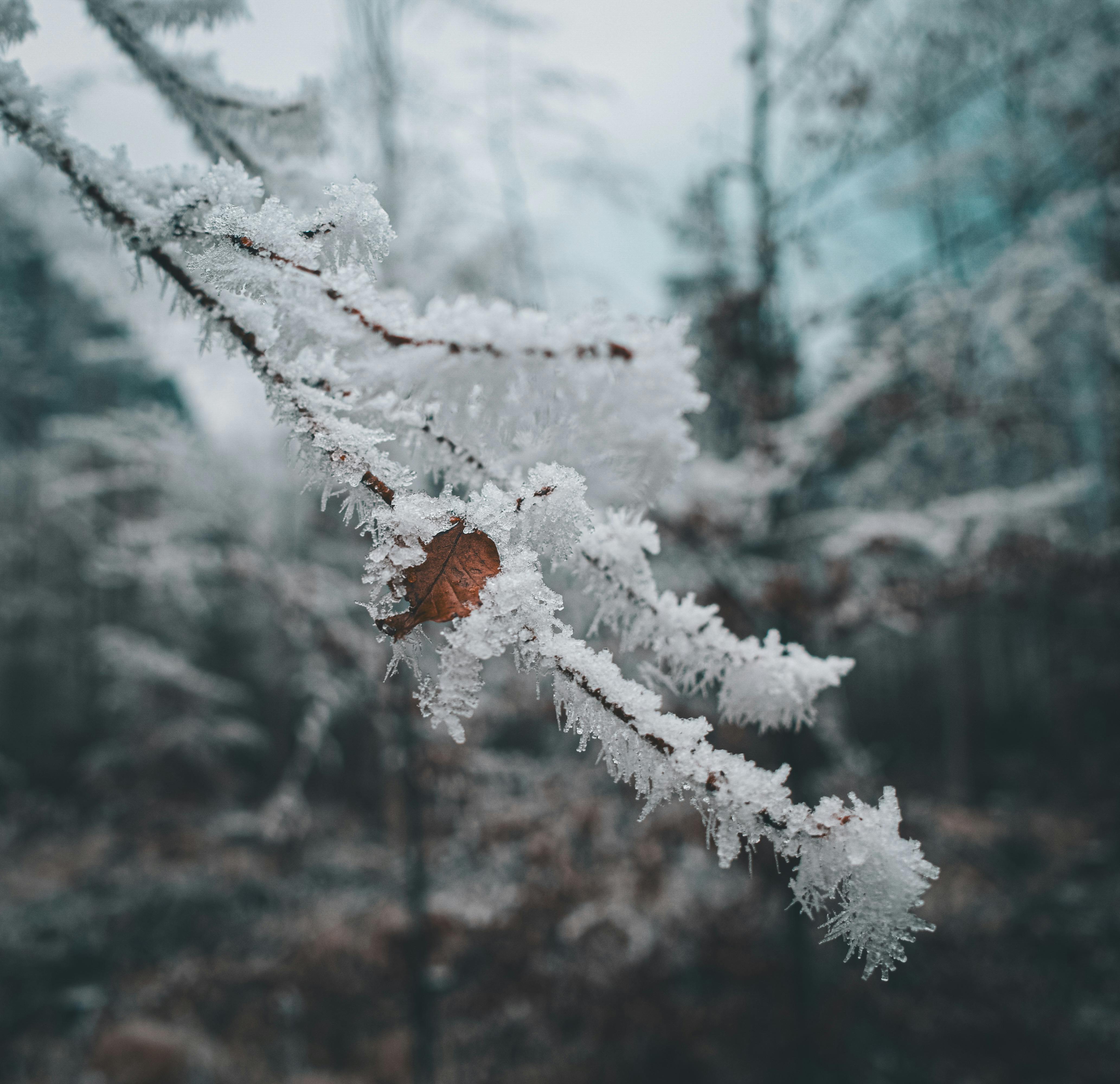 Front on a Tree Branch · Free Stock Photo