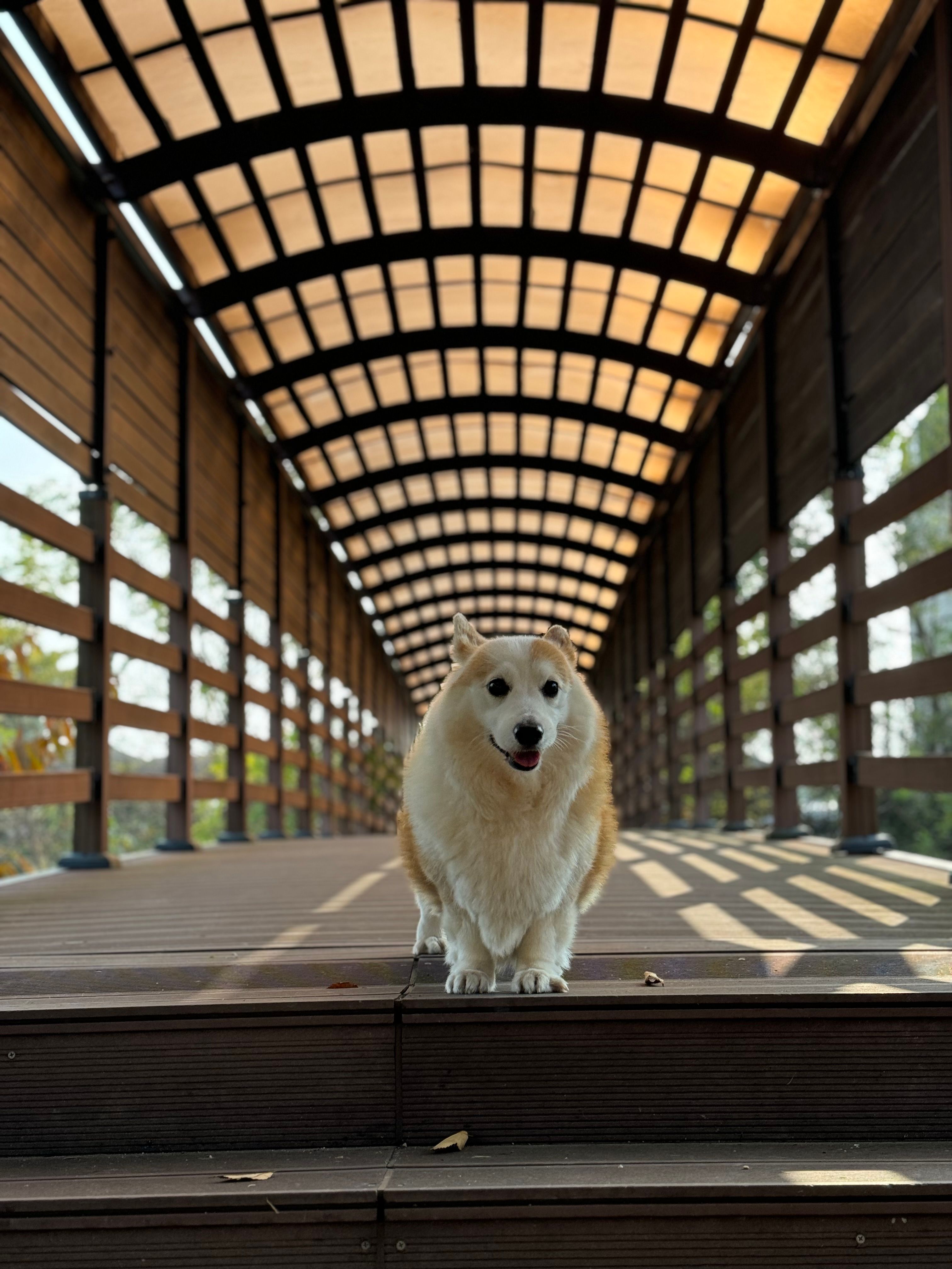 Dog on a Wooden Bridge · Free Stock Photo