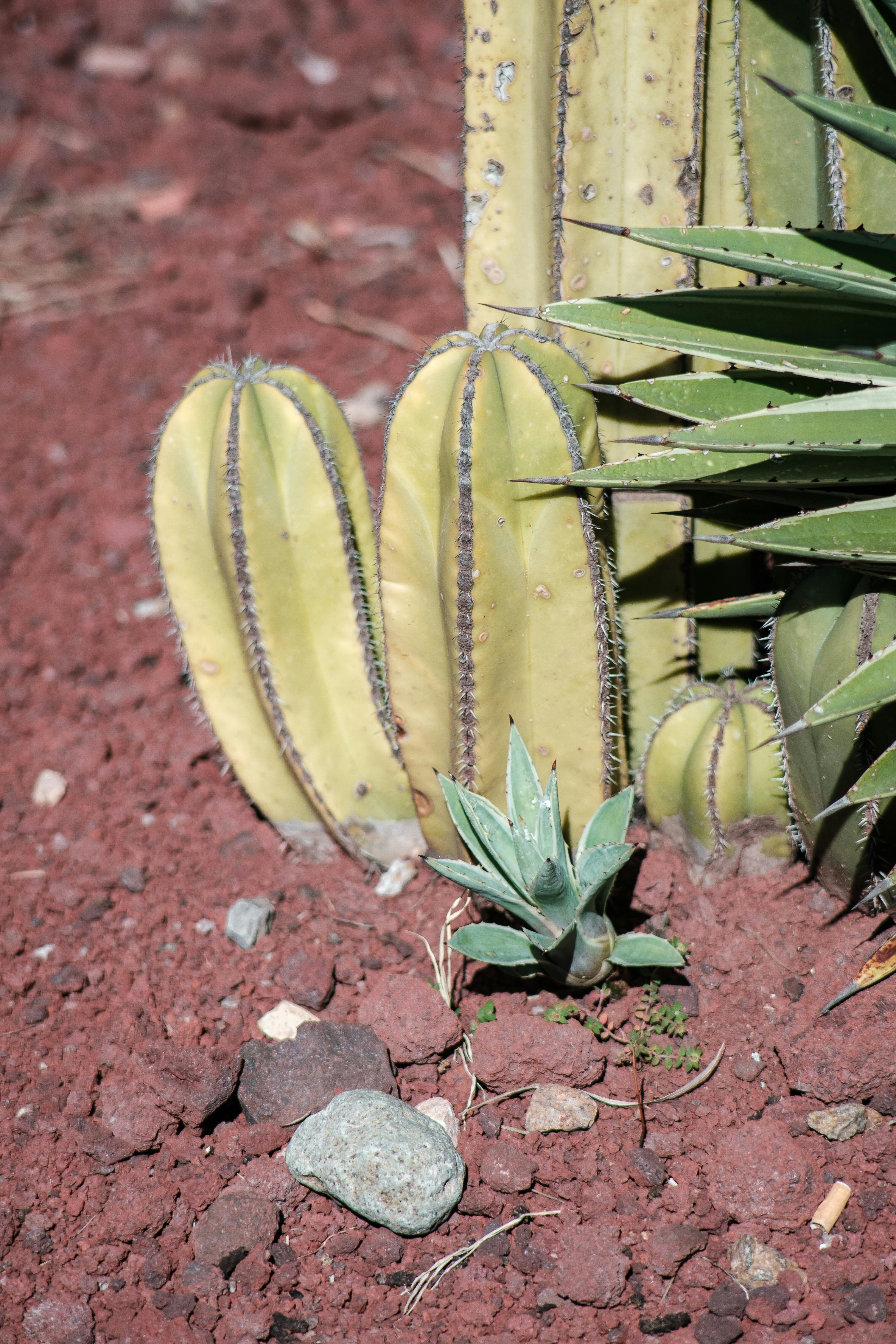 Cacti Growing on Dry Soil · Free Stock Photo
