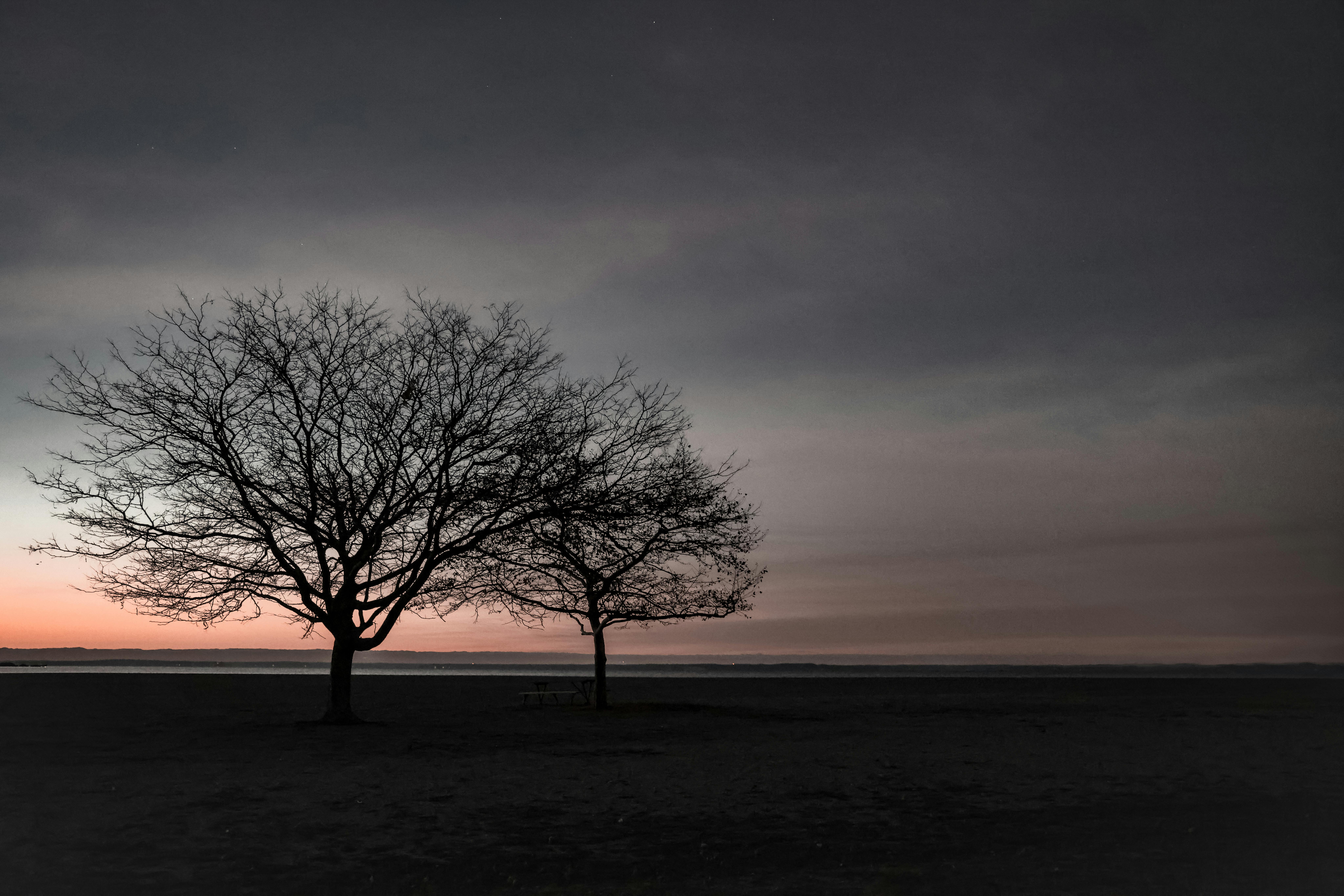 Silhouette of Empty Trees on a Field · Free Stock Photo