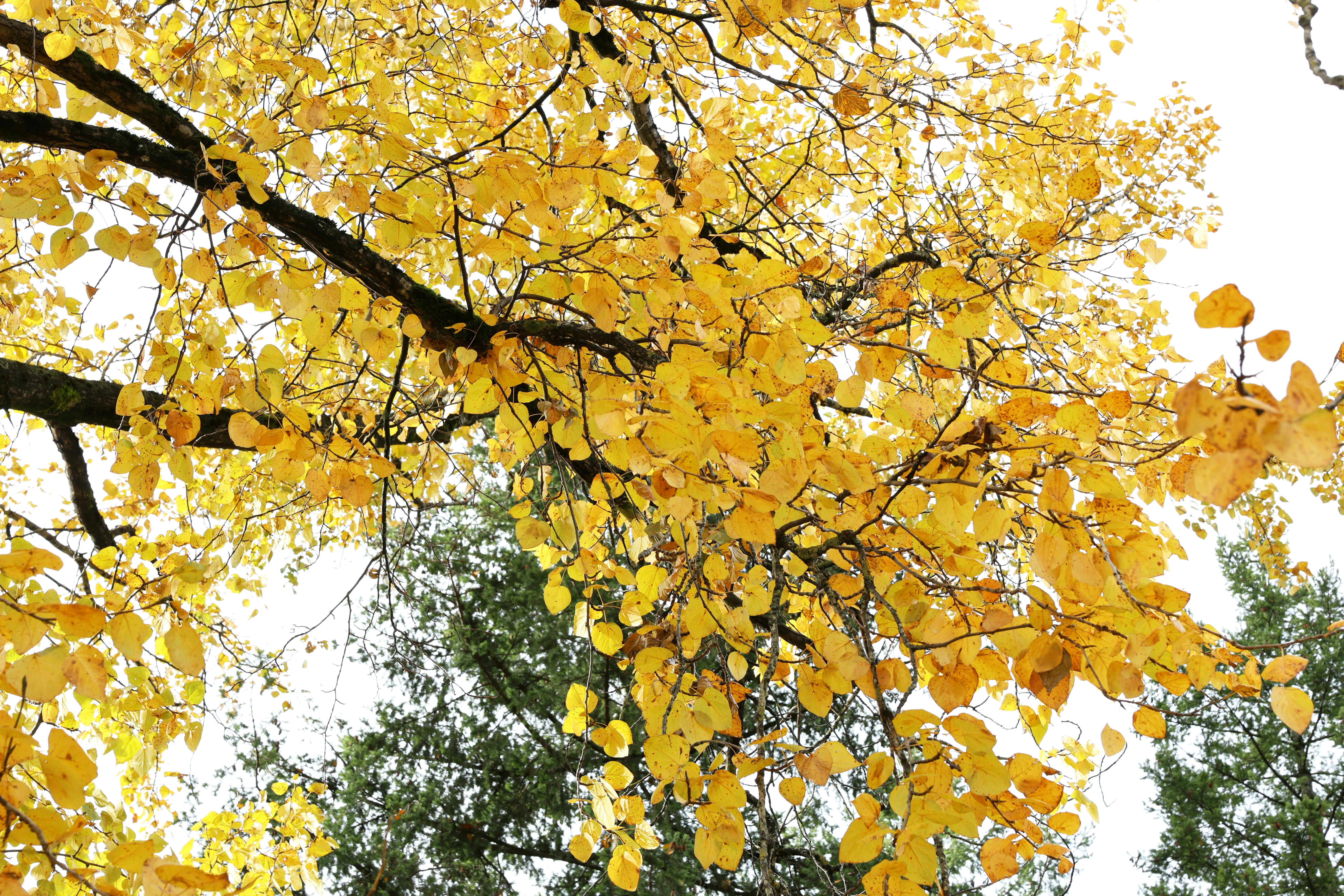 Kostenloses Foto zum Thema: ahorn, ast, atmosfera de outono, baum, birke, blatt, borke, draußen ...