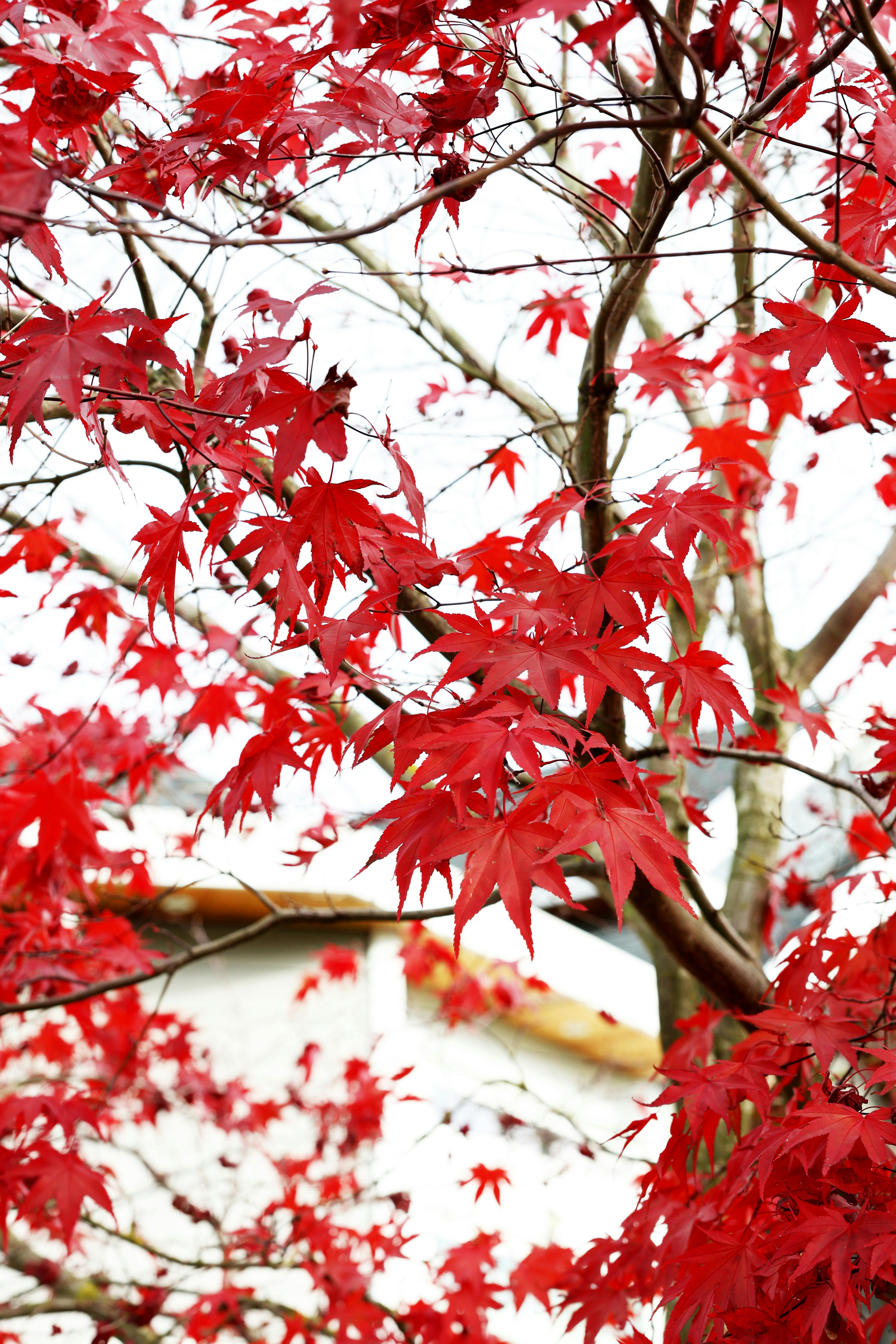 Japanese Maple Tree with Red Leaves · Free Stock Photo