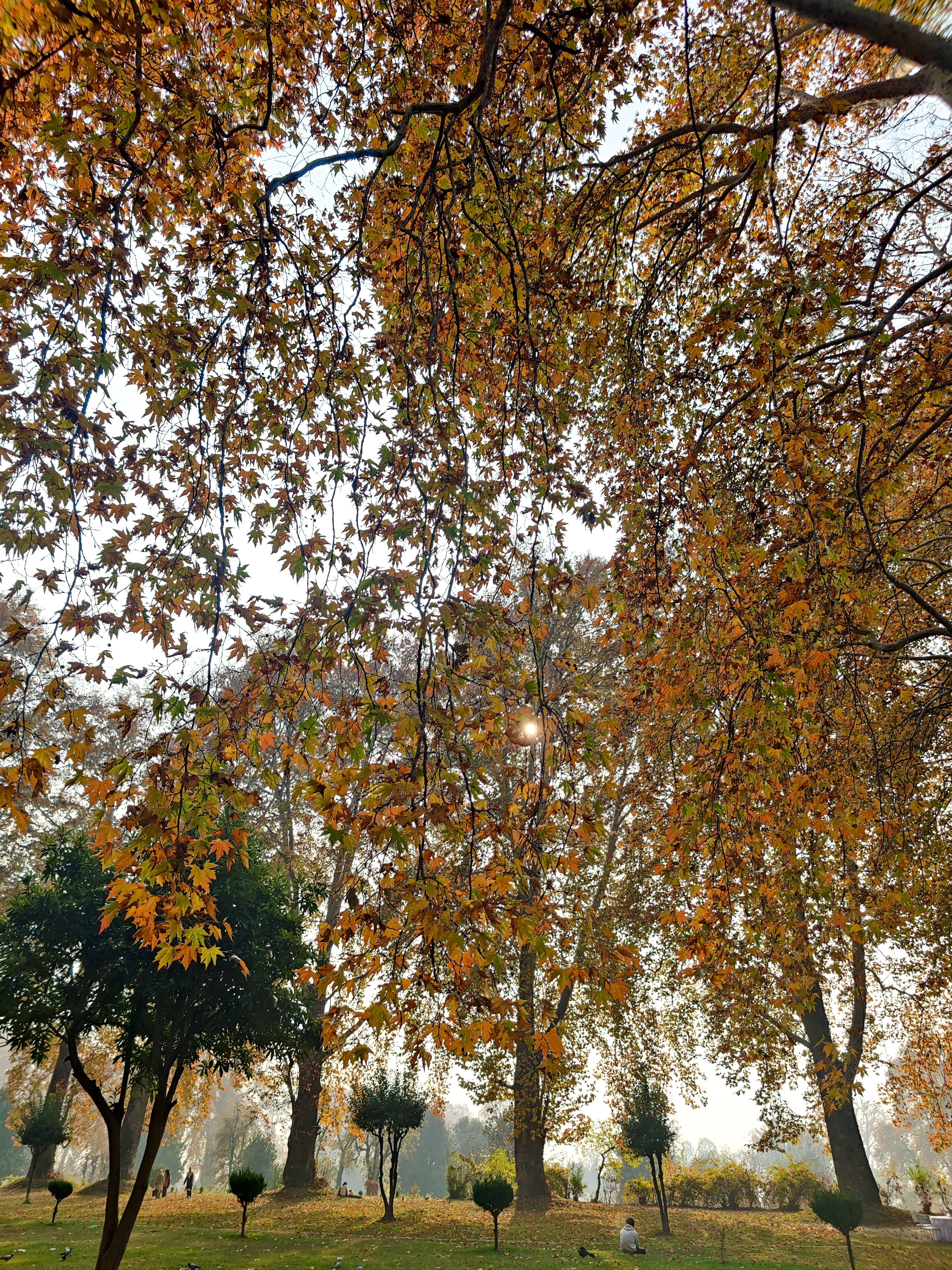 Red Trees · Free Stock Photo