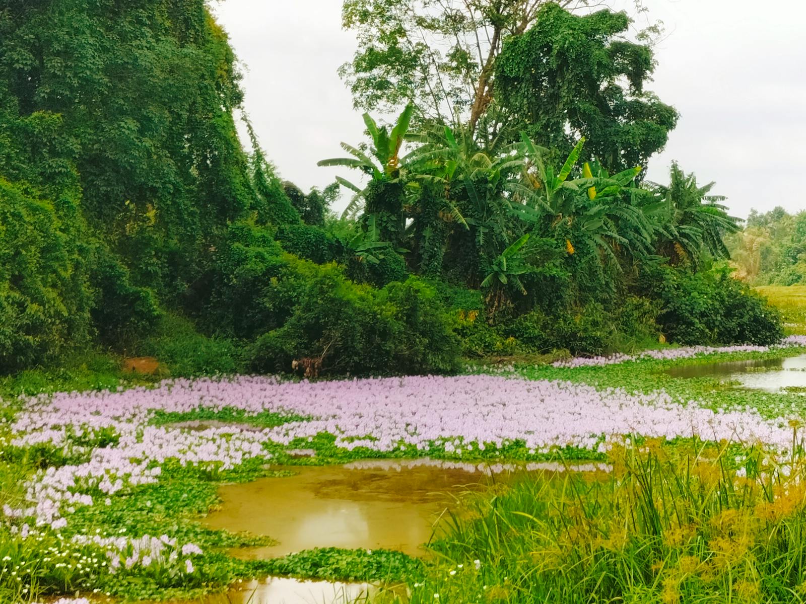 Swamp Flowers Photos, Download The BEST Free Swamp Flowers Stock Photos ...