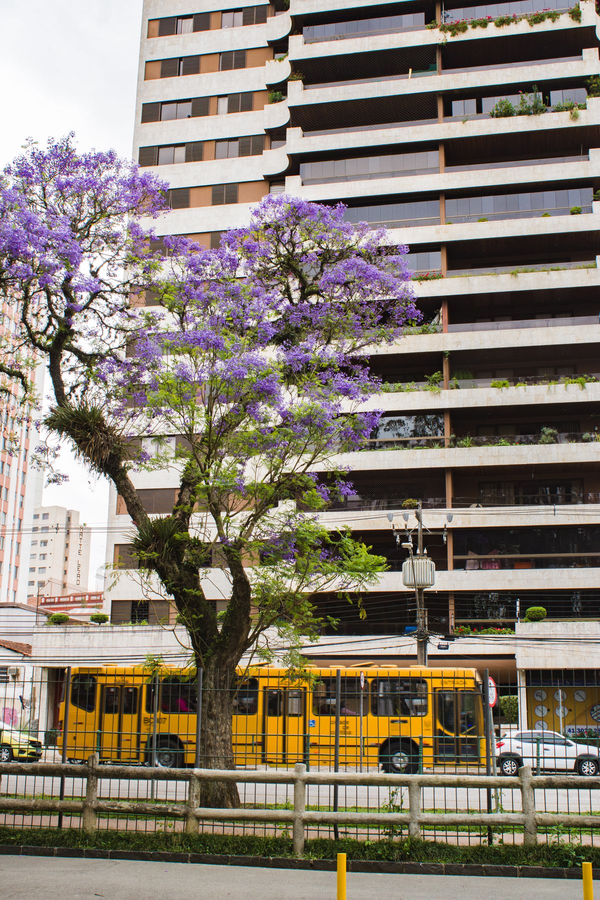 Jacaranda Tree Photos, Download The BEST Free Jacaranda Tree Stock ...