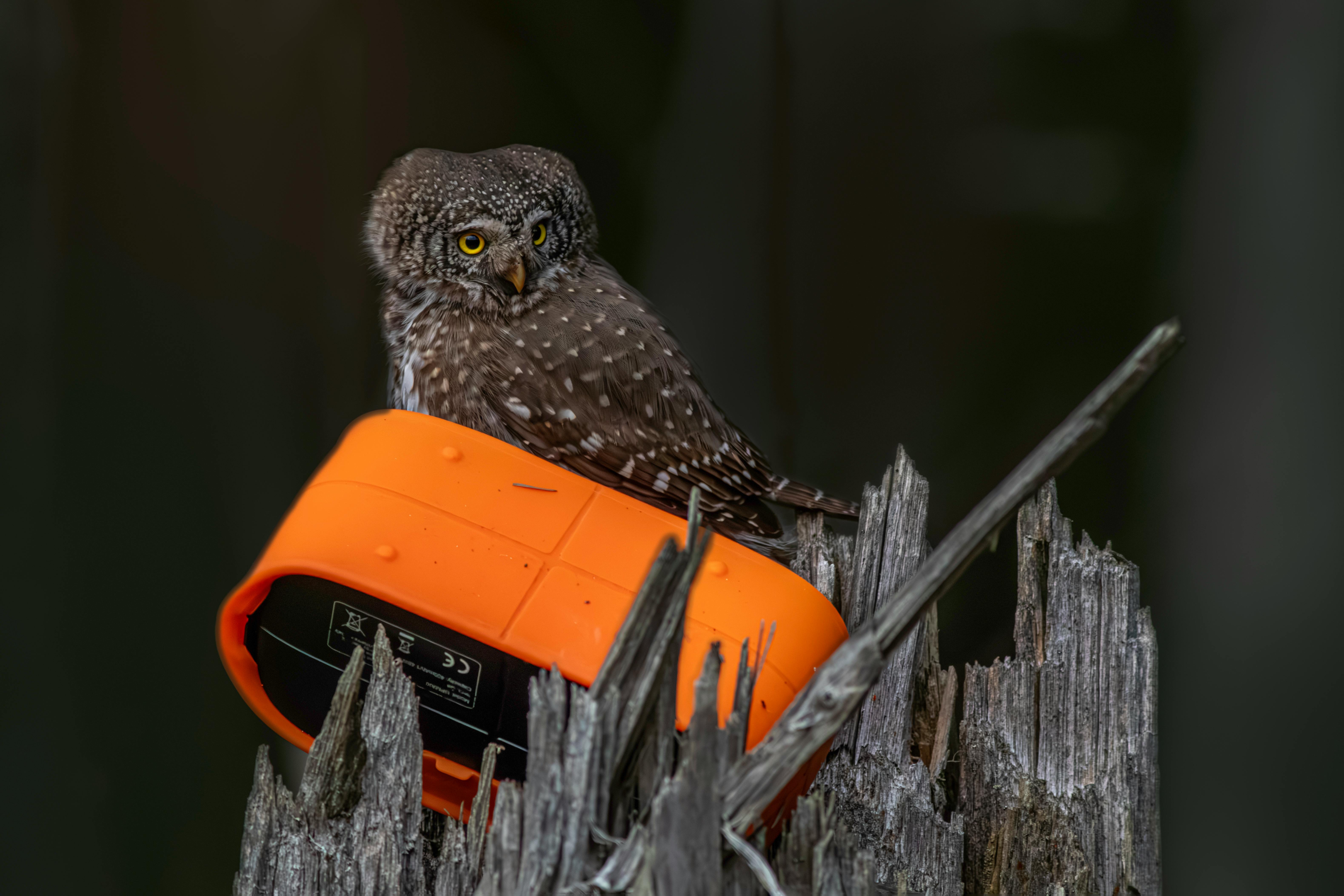 Portrait Backgrounds Arsitek Photos, Download The BEST Free Portrait ...