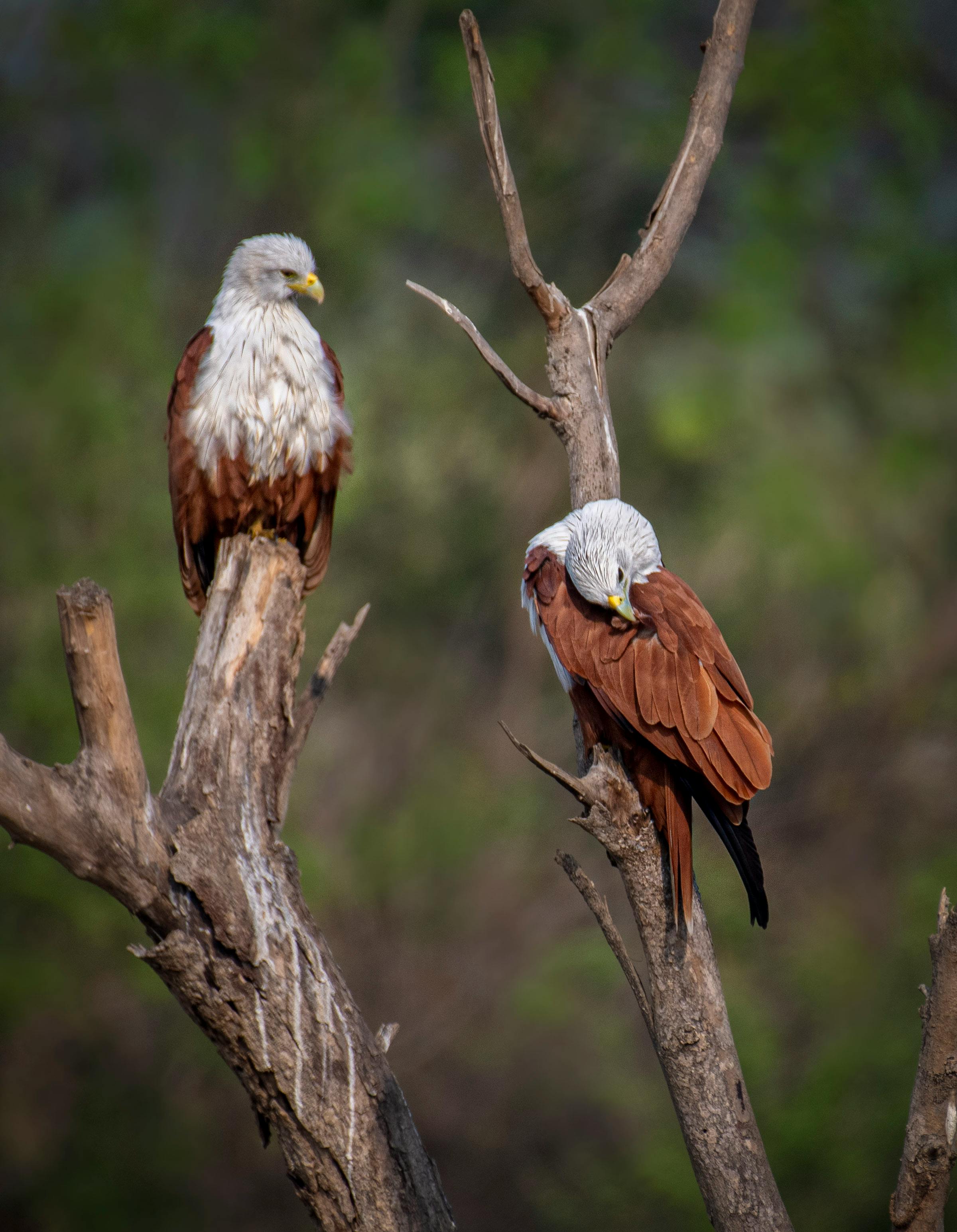 Close-up of Two Brahminy Kites Sitting on a Tree Branch · Free Stock Photo