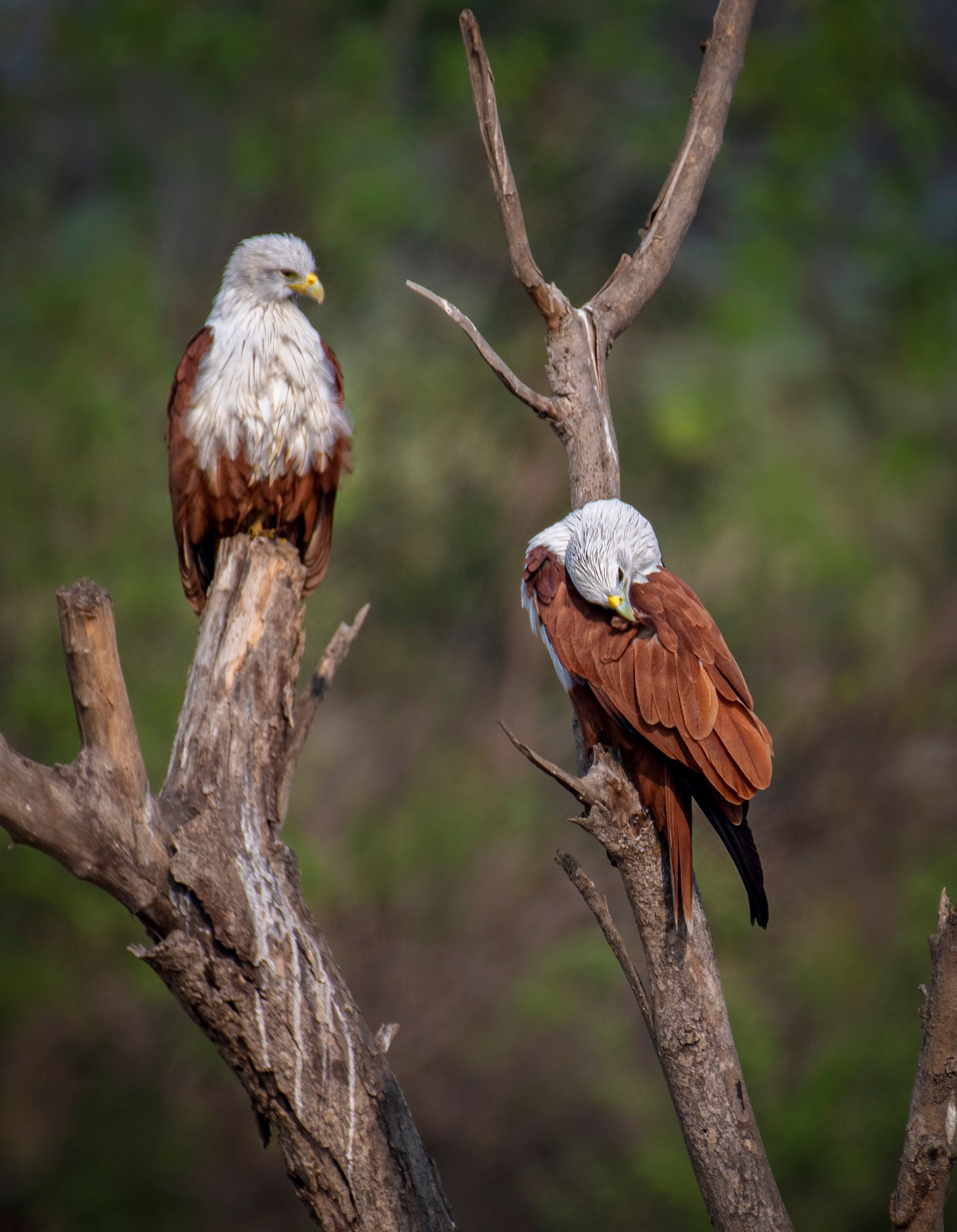 Close-up of Two Brahminy Kites Sitting on a Tree Branch · Free Stock Photo