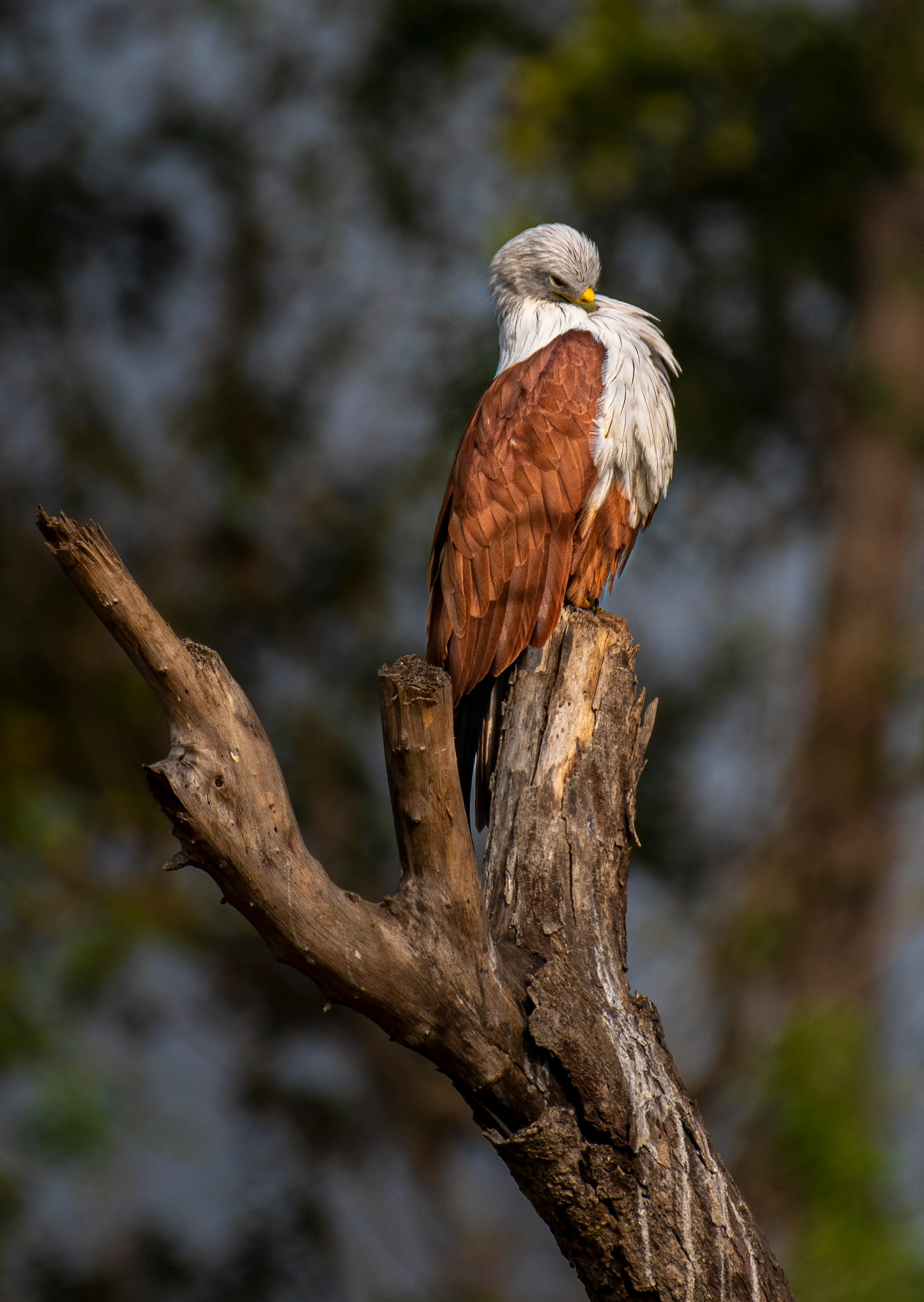 Animated Wallpapers Shrek Photos, Download The BEST Free Animated ...