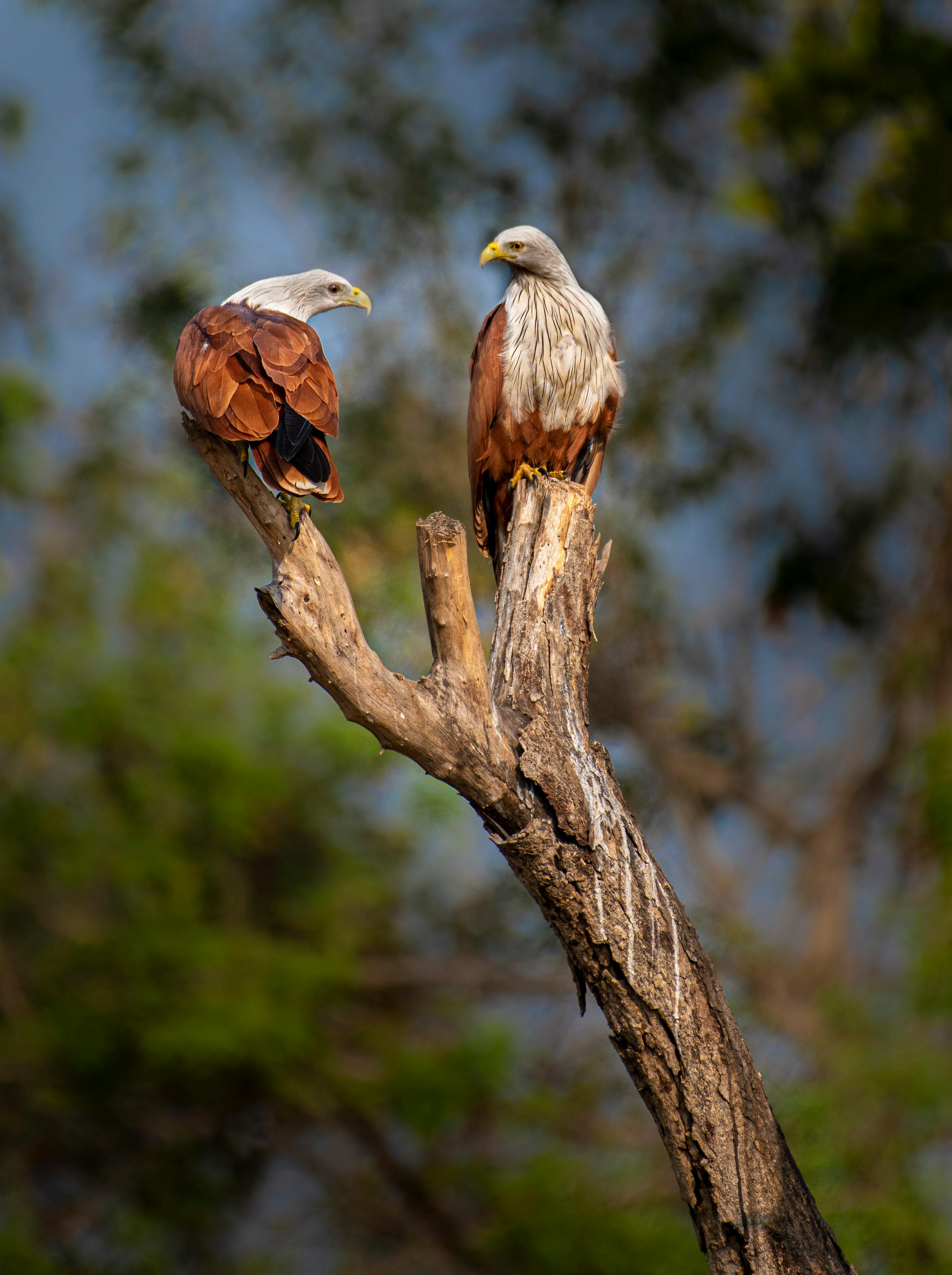 Brahminy Kite Birds Perching on a Withered Branch · Free Stock Photo
