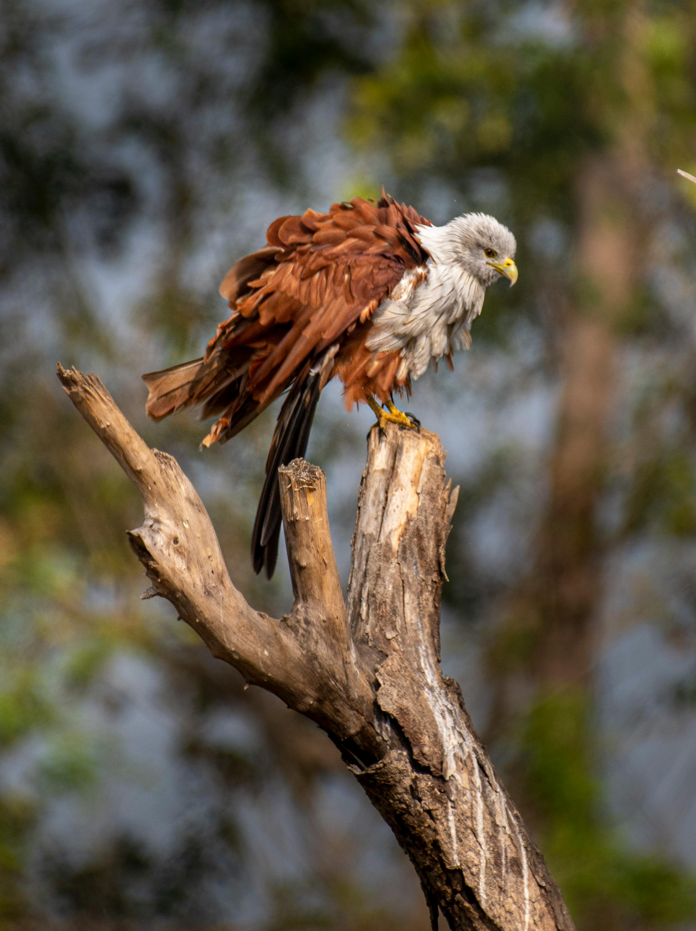 Close-up of a Brahminy Kite Sitting on a Tree Branch · Free Stock Photo