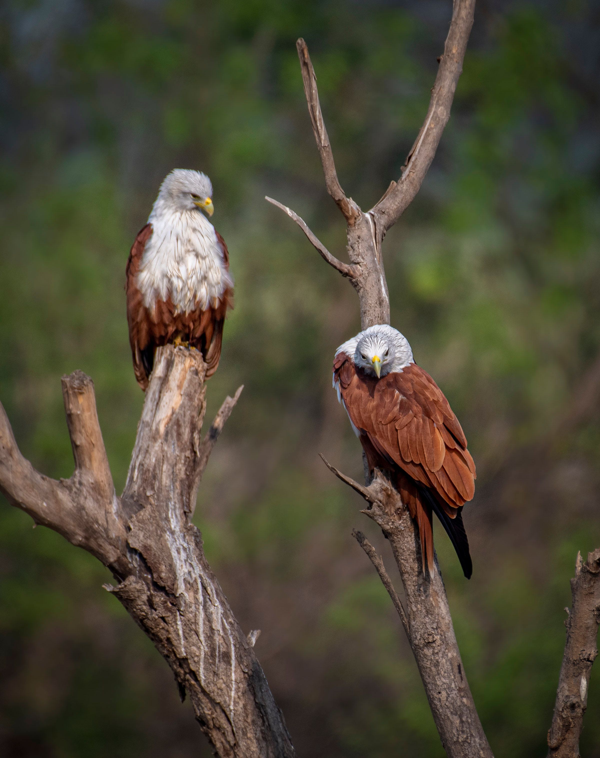 Couple of Brahminy Kites · Free Stock Photo
